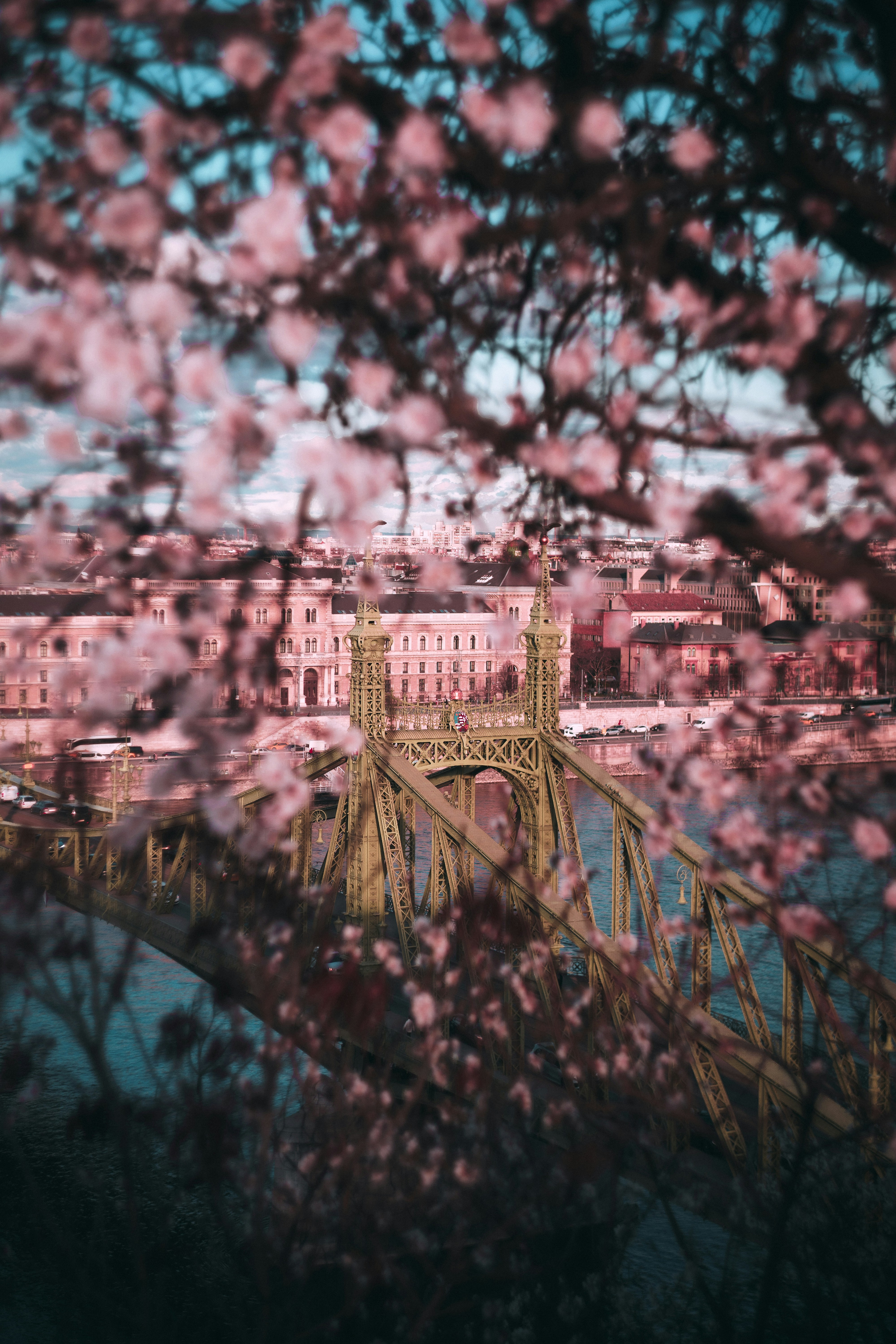 Blushing Veil Framing Budapest's Chain Bridge at Dusk