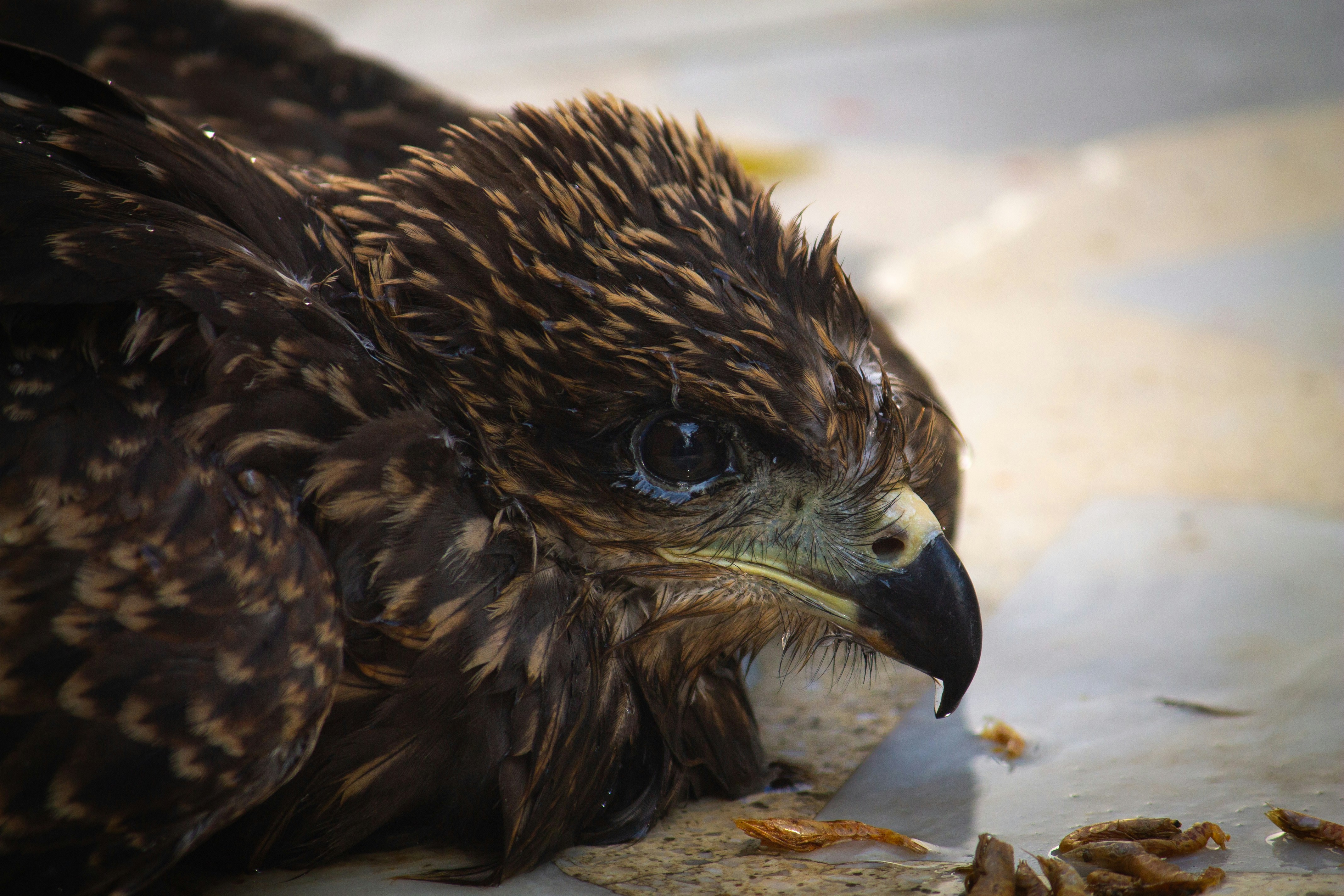 Injured bird resting on a sunlit surface, feathers ruffled and eyes alert.