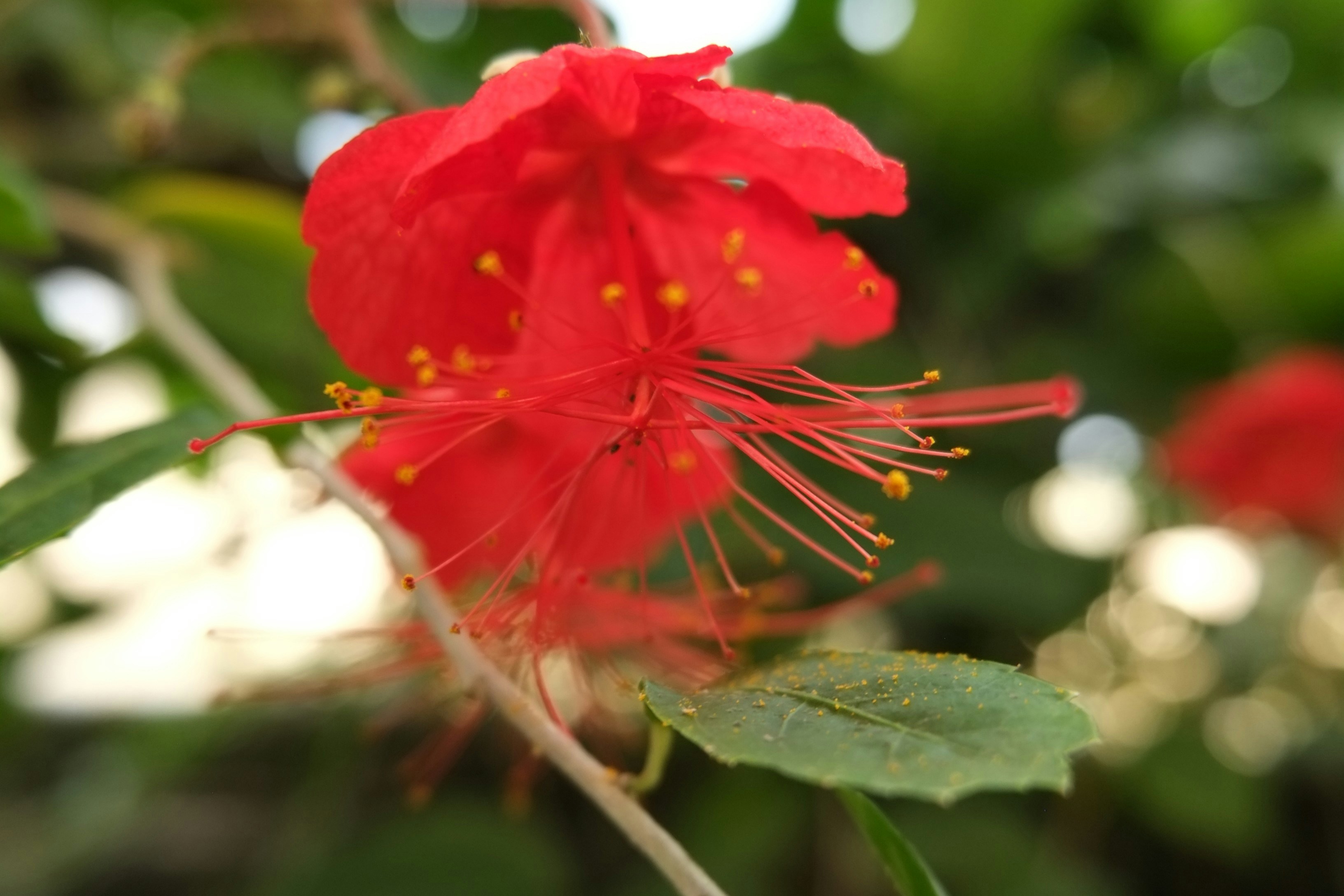 Red Hibiscus Burst: Delicate Stamen in Soft Backlight