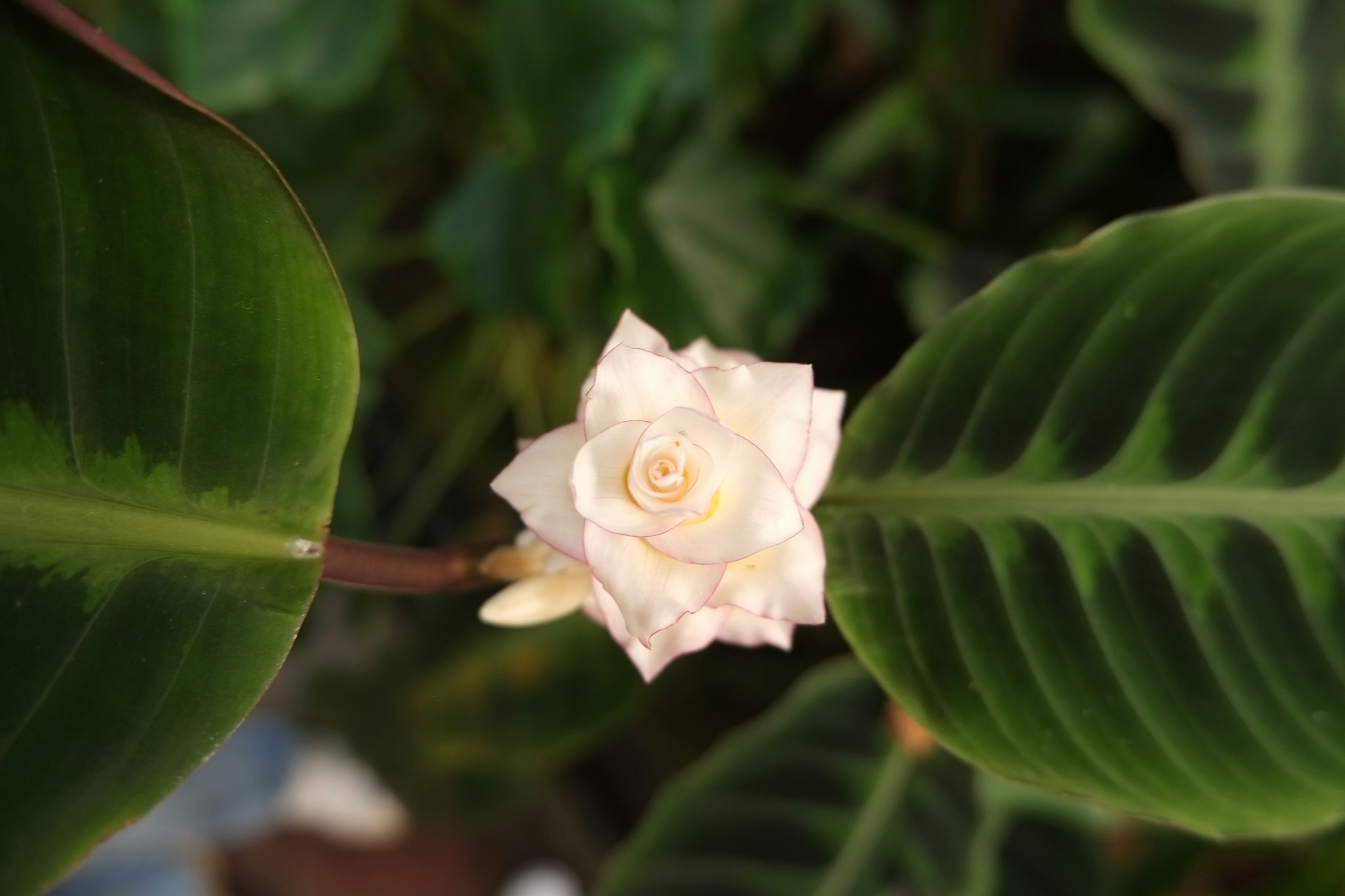 White flower blooming amidst lush green leaves in a tropical setting.