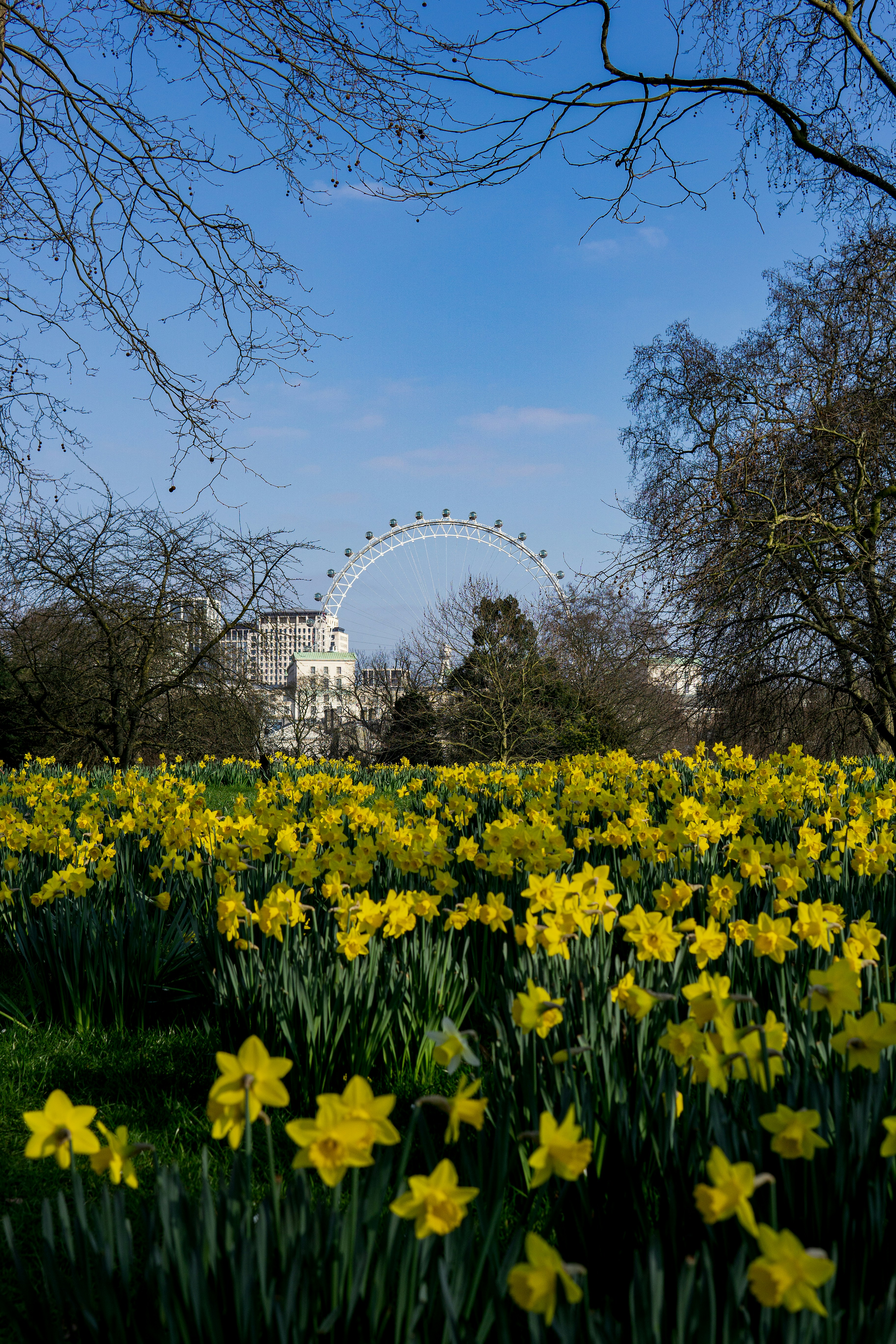 Daffodils Framing the London Eye in Spring Light