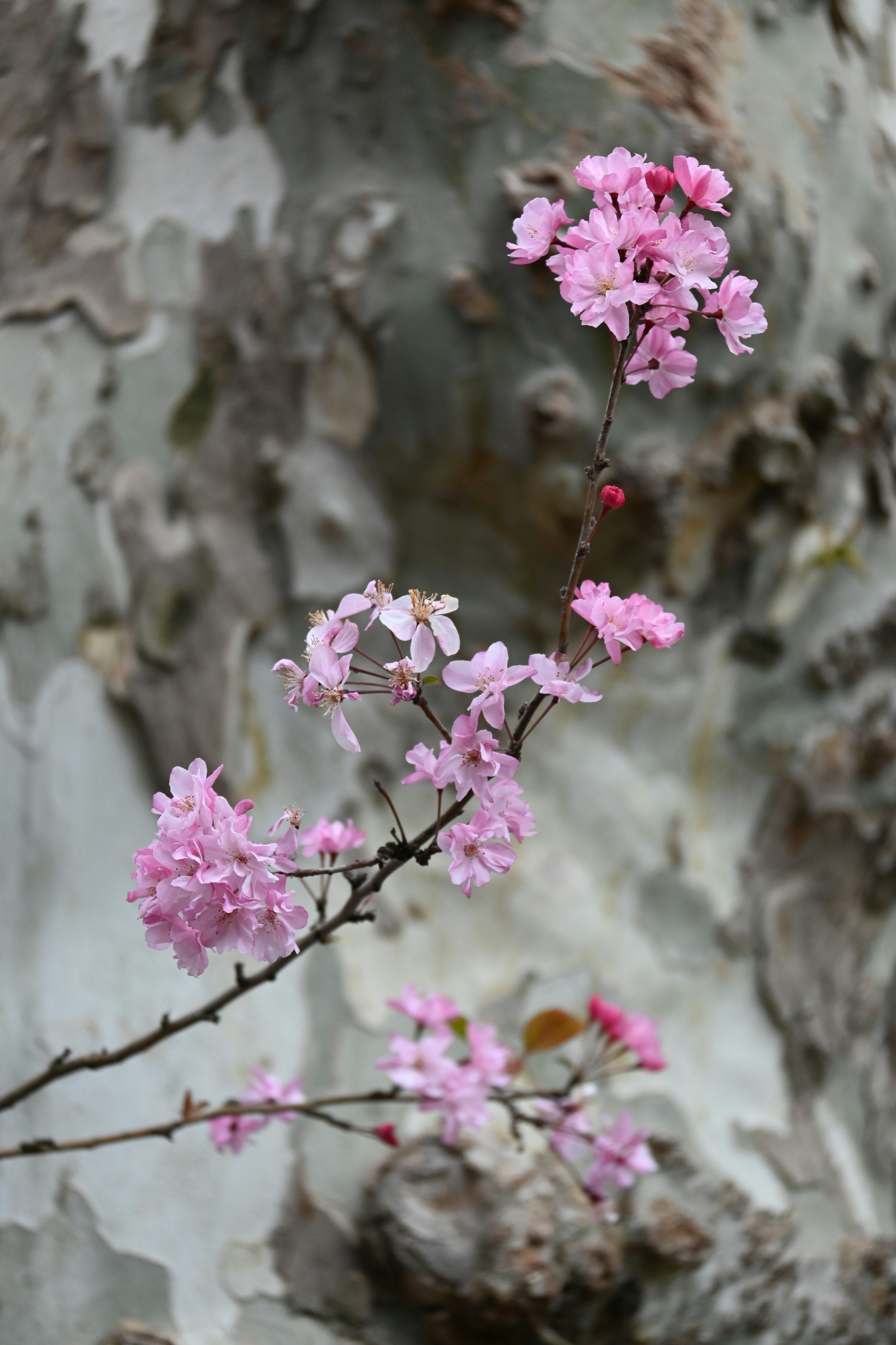 Blossoms Threaded Through Weathered Rock