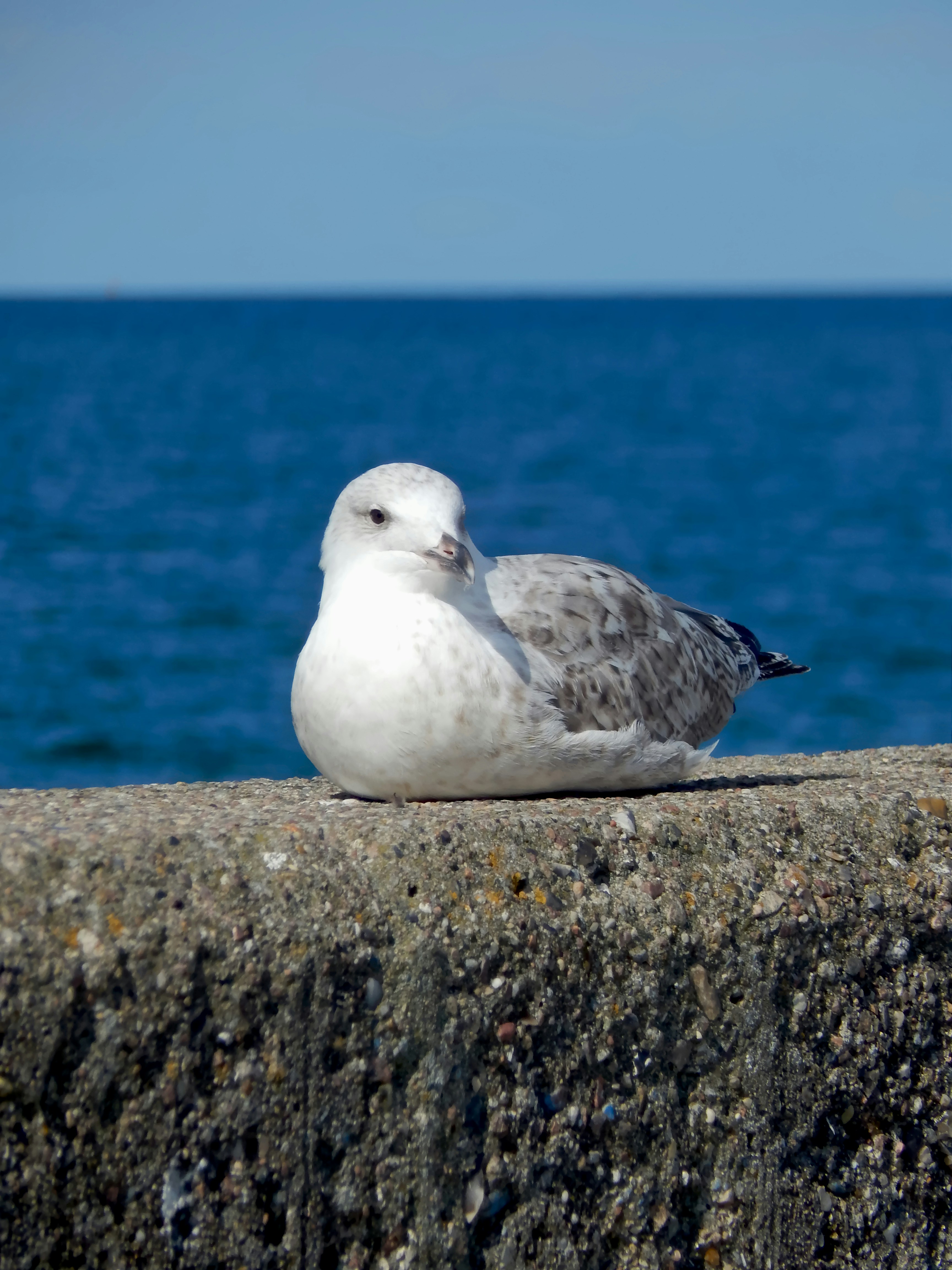 Sea-Watcher on Concrete: A Seagull's Quiet Rest by the Atlantic