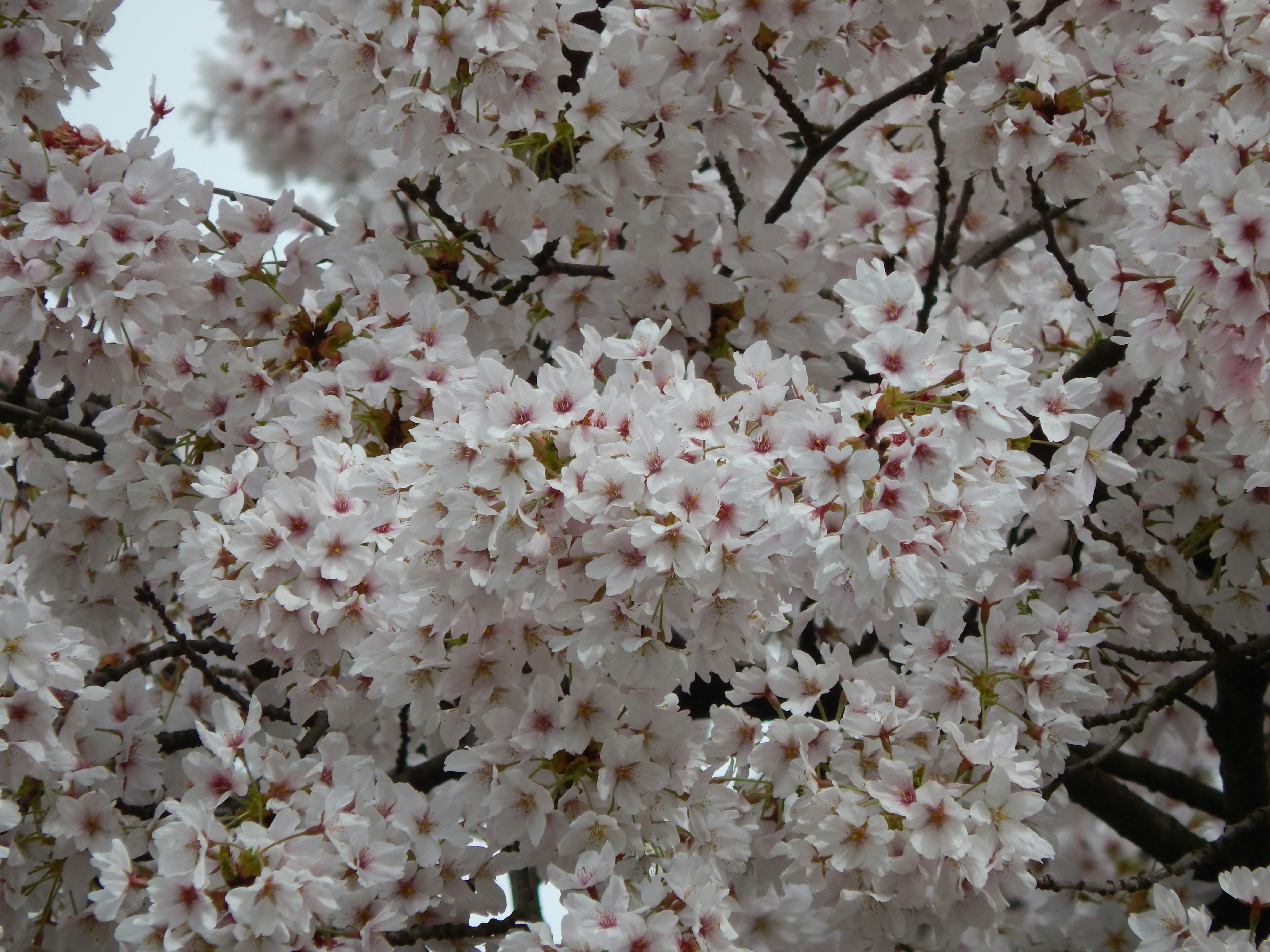 Photo by Neo Lee with Nikon Coolpix L820