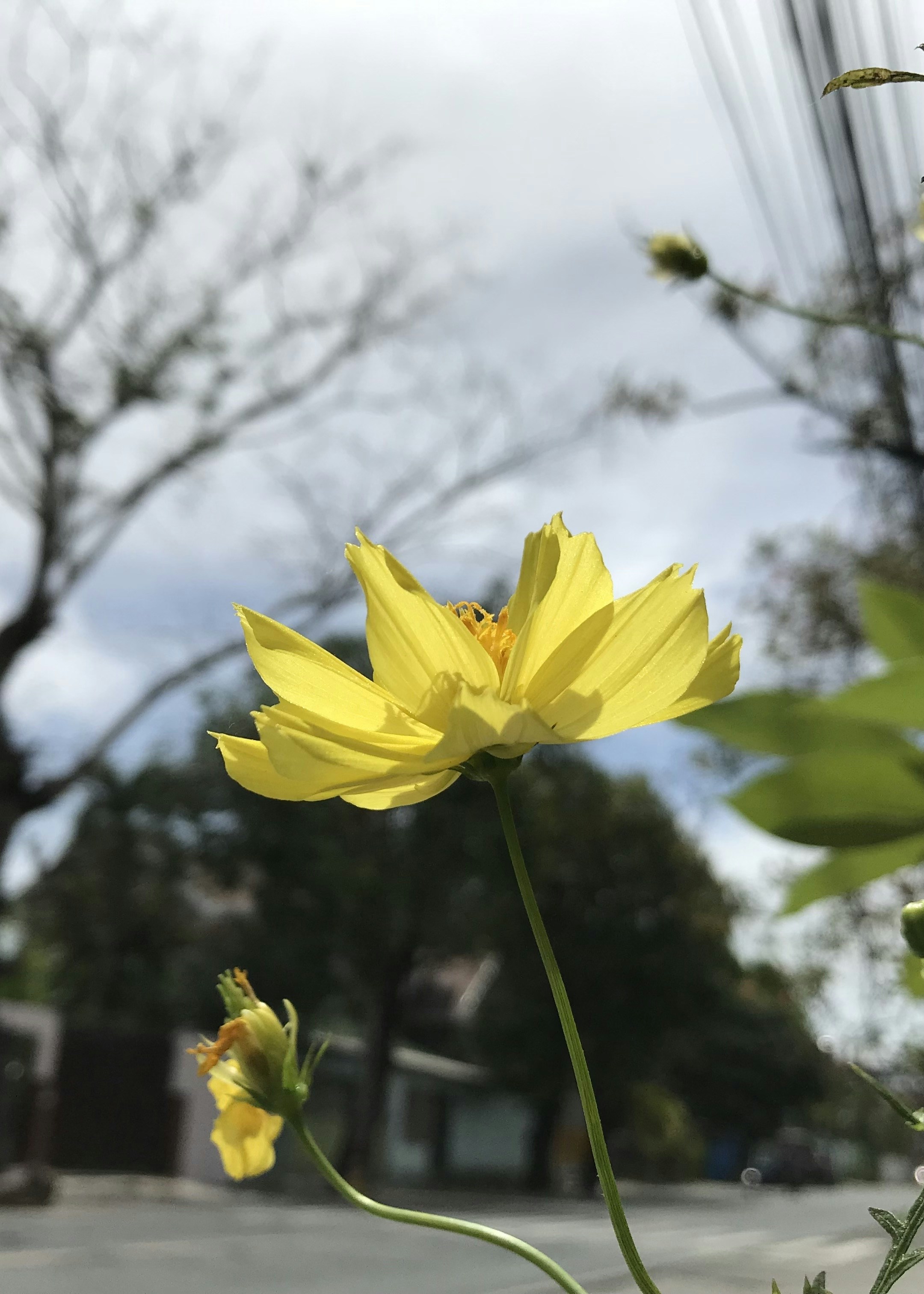 Photo by Lhar Capili with Apple iPhone 7