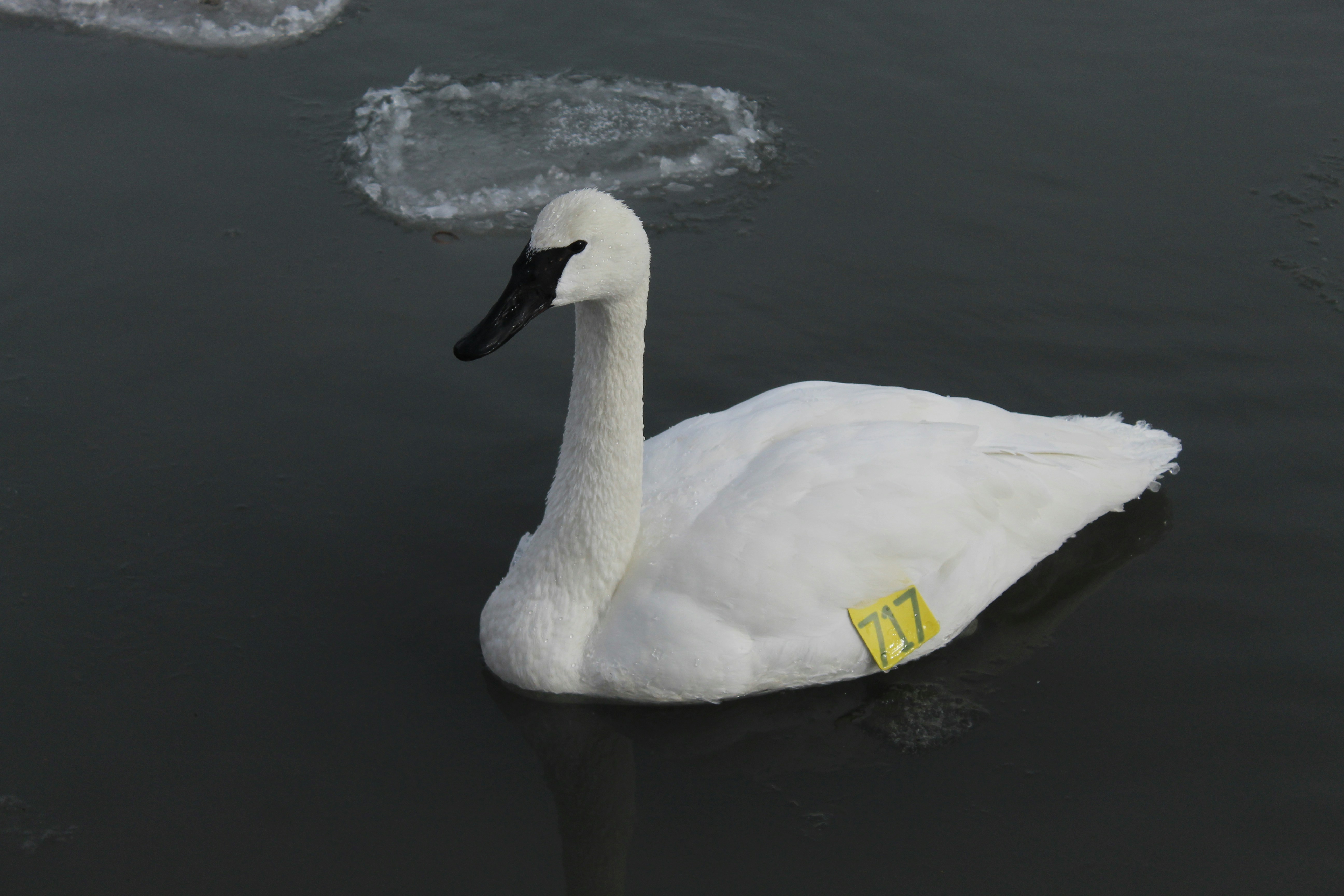 Tagged Swan Drifting on a Quiet, Ice-Fringed Lake