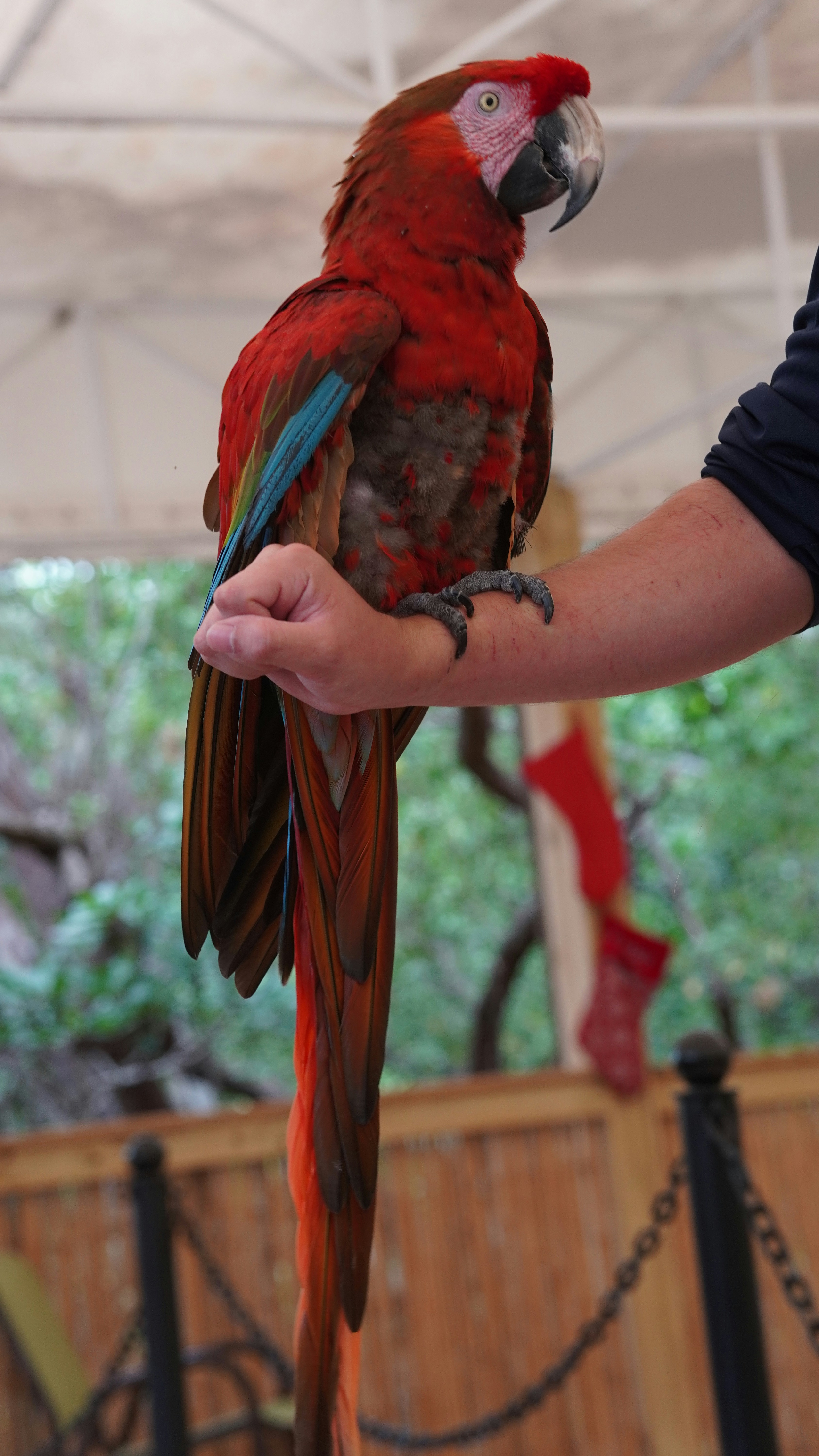 Crimson Crest on a Hand: Scarlet Macaw in Gentle Restraint