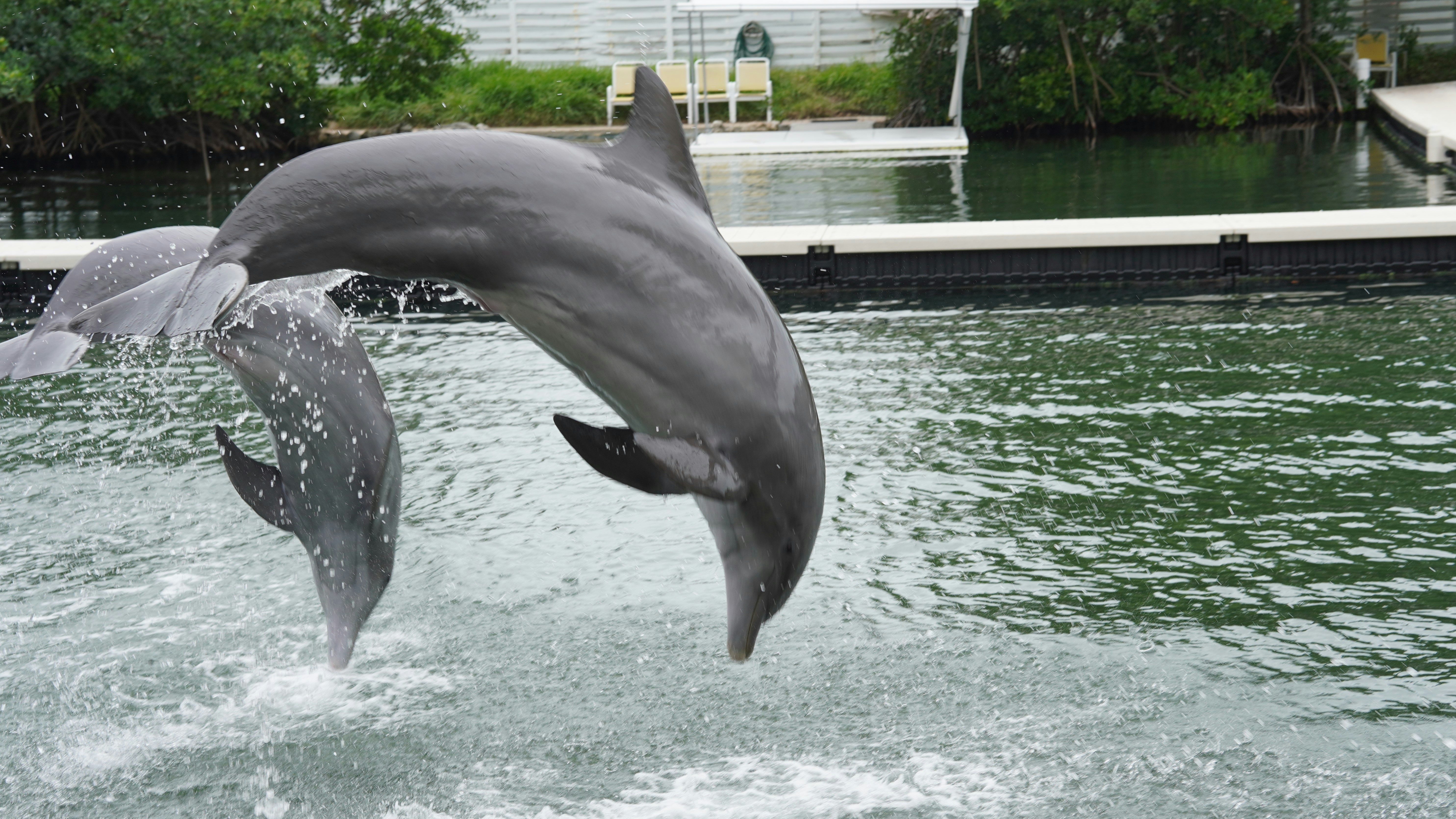 Dolphins jump and splash in the water. photo – Free Human Image on Unsplash