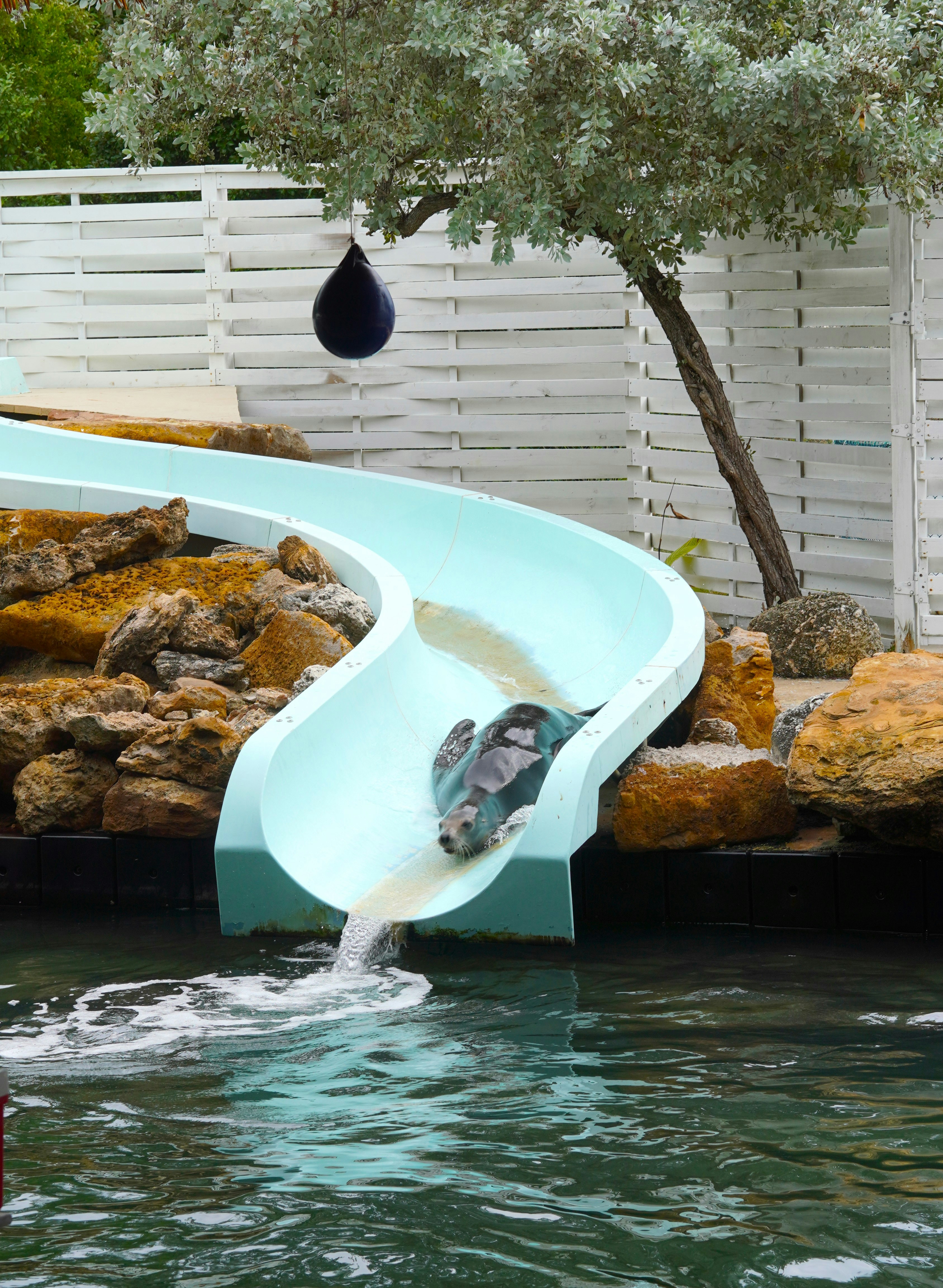 A seal slides into the water. photo – Free Animal Image on Unsplash