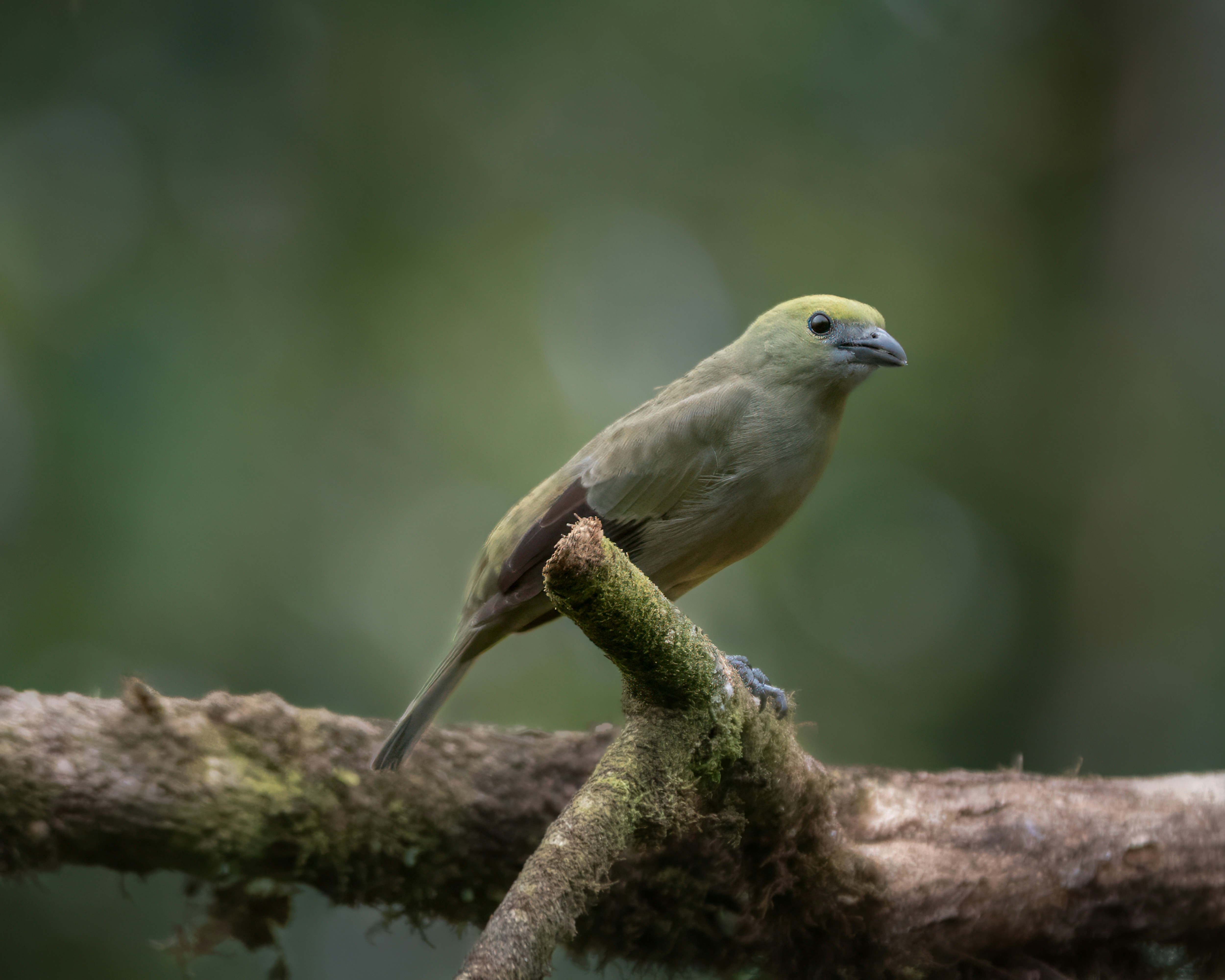 A green bird perches on a mossy branch. photo – Free Animal Image on ...