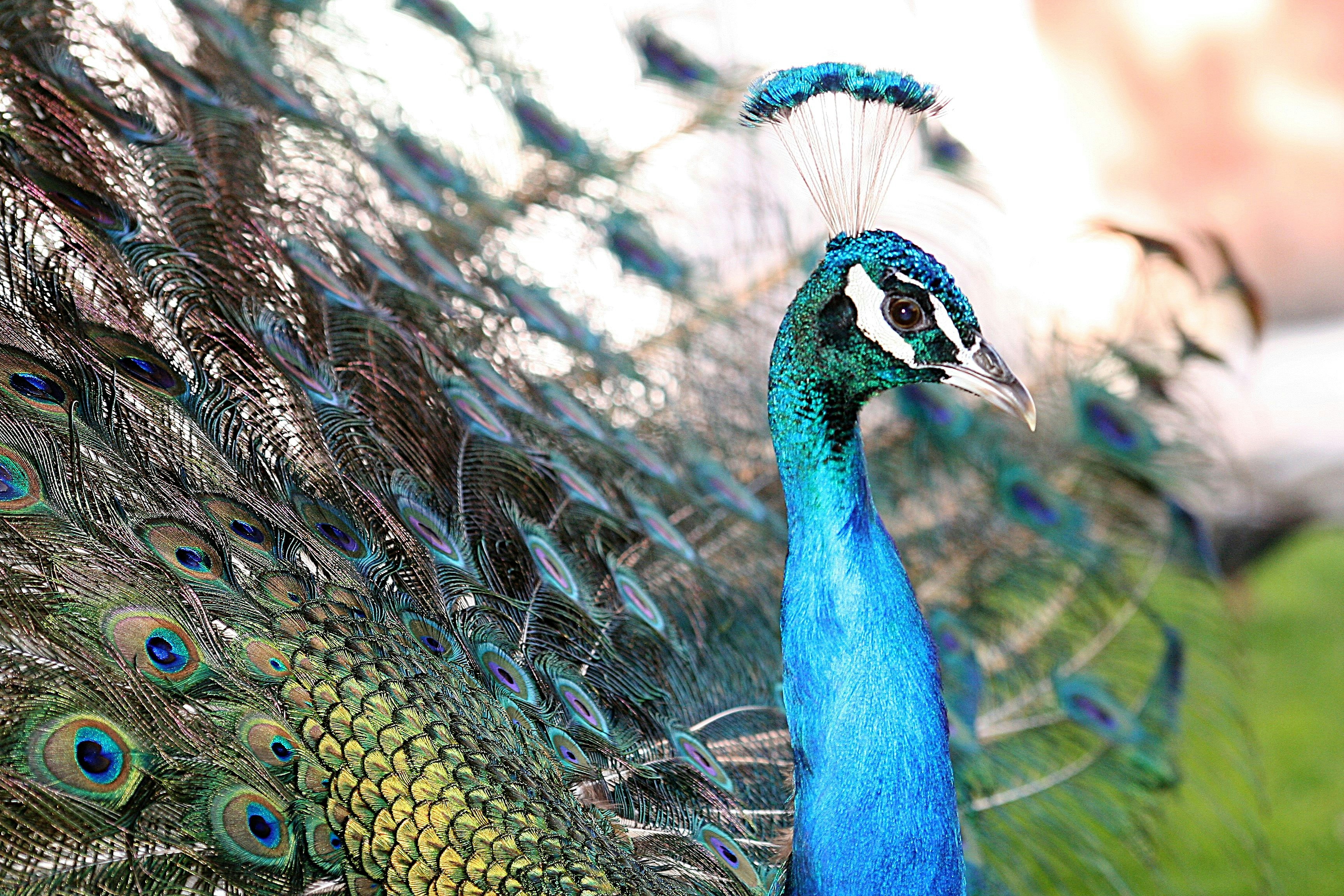 Cobalt Crown in a Sea of Eye-Spots: Peacock in Full Display
