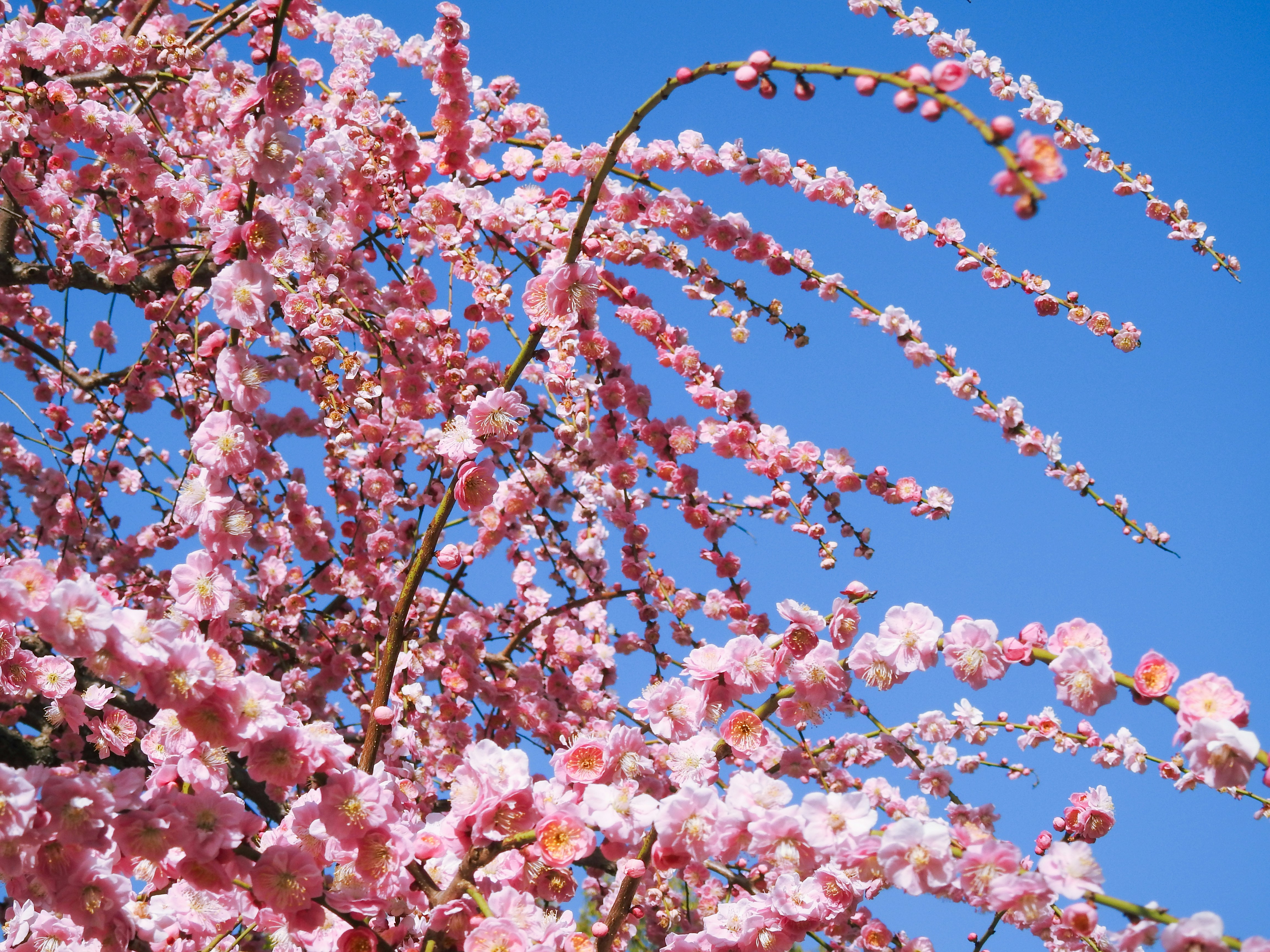 Pink blossoms bloom against a clear, blue sky. photo – Free Flower ...