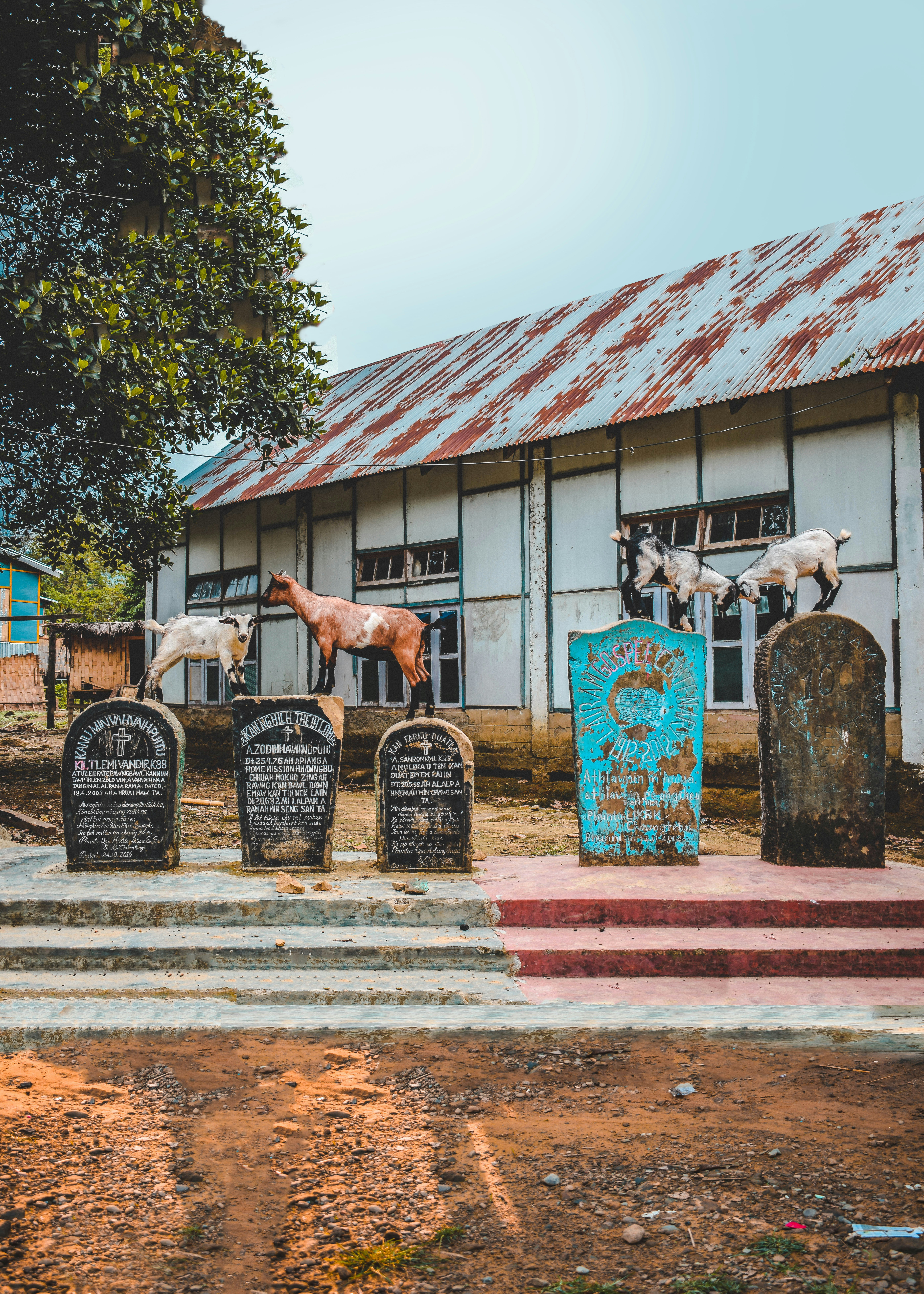Goats balance on weathered tombstones beside a rusted-roof building