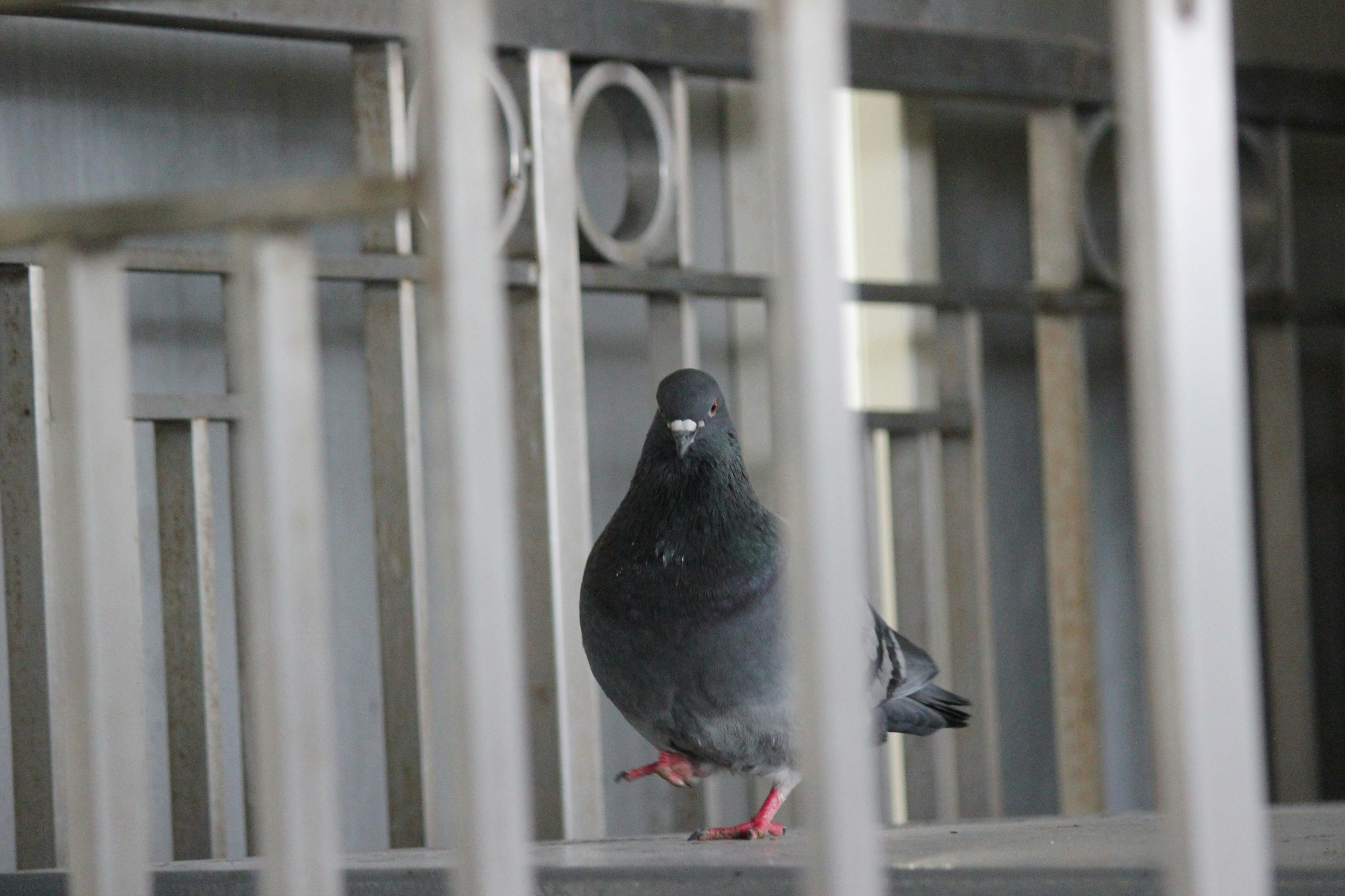 Pigeon in the Iron Lattice: a quiet urban moment