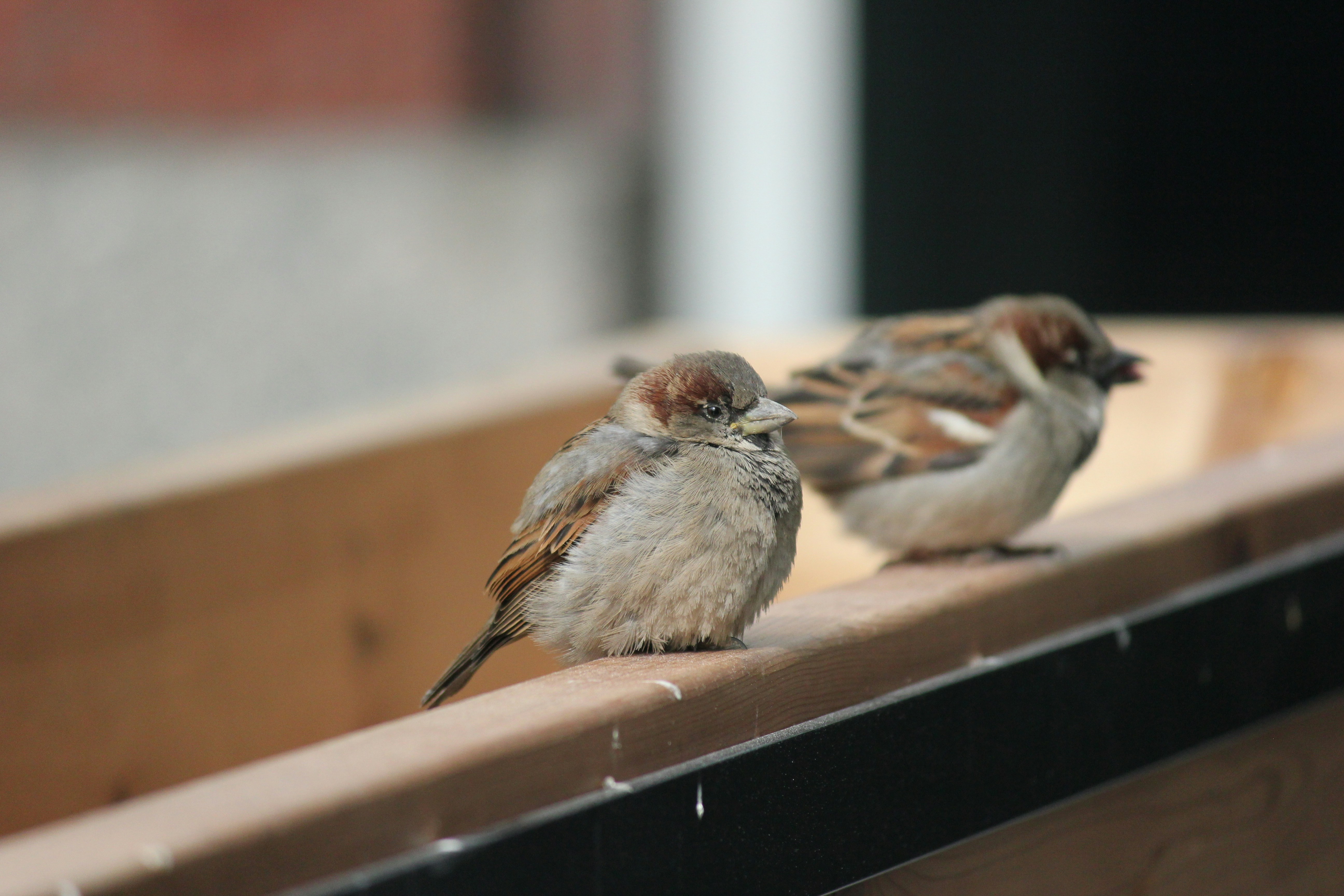 Deux moineaux se reposent sur un rebord en bois. photo – Image gratuite ...