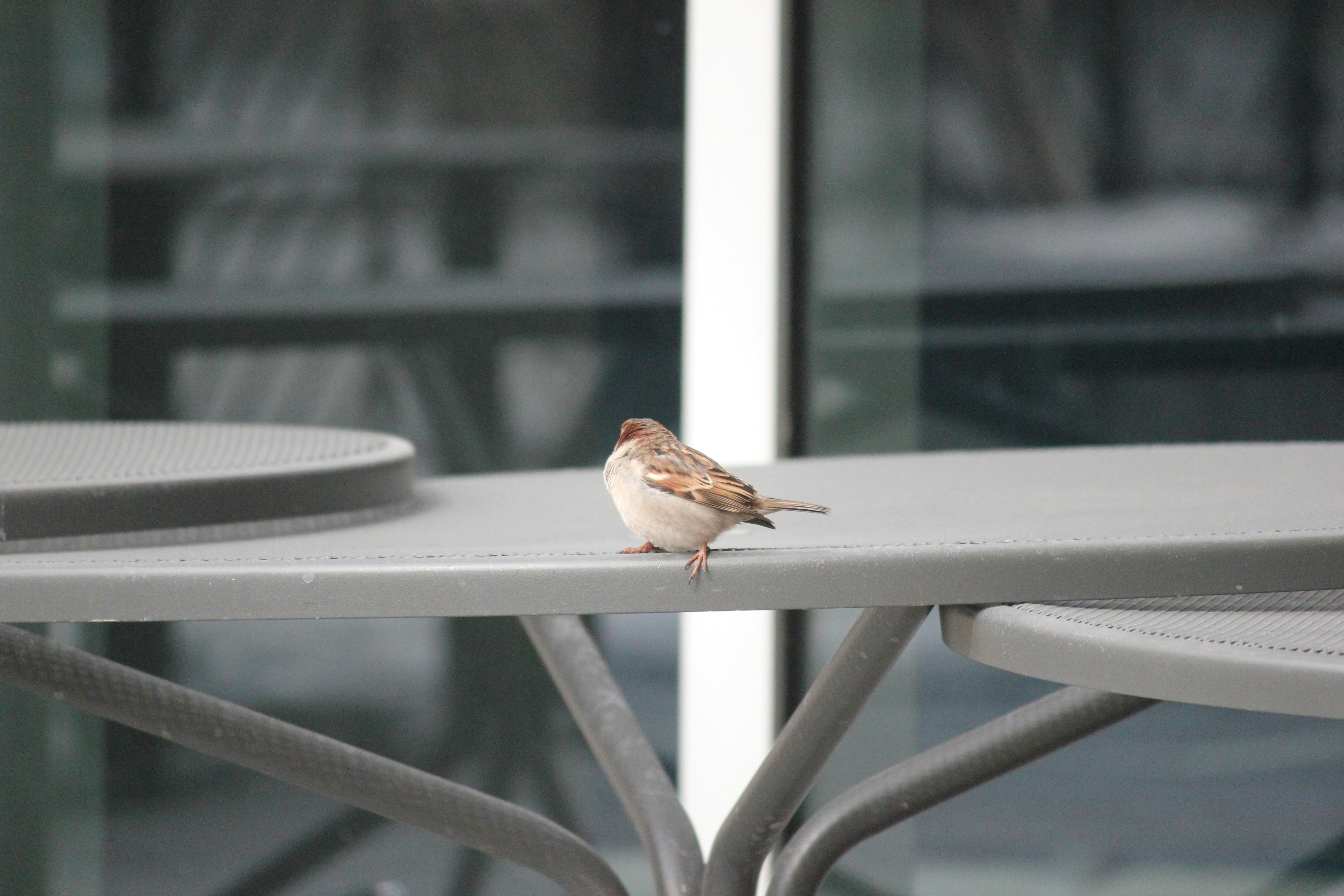 Patio Sparrow on a Steel Table Beneath a Glass Facade