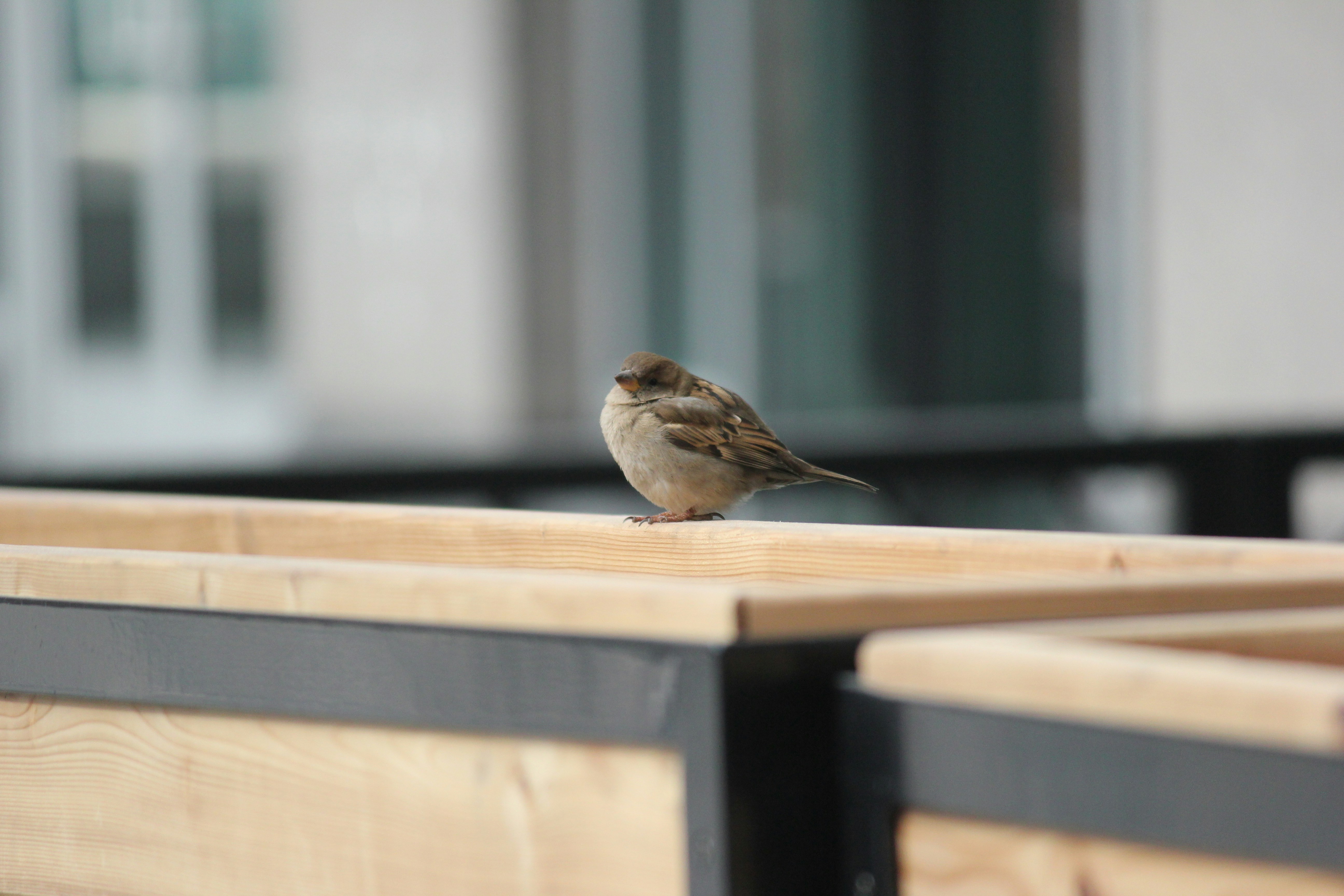 Small sparrow perched on a wooden rail in a city setting with blurred buildings in the background.