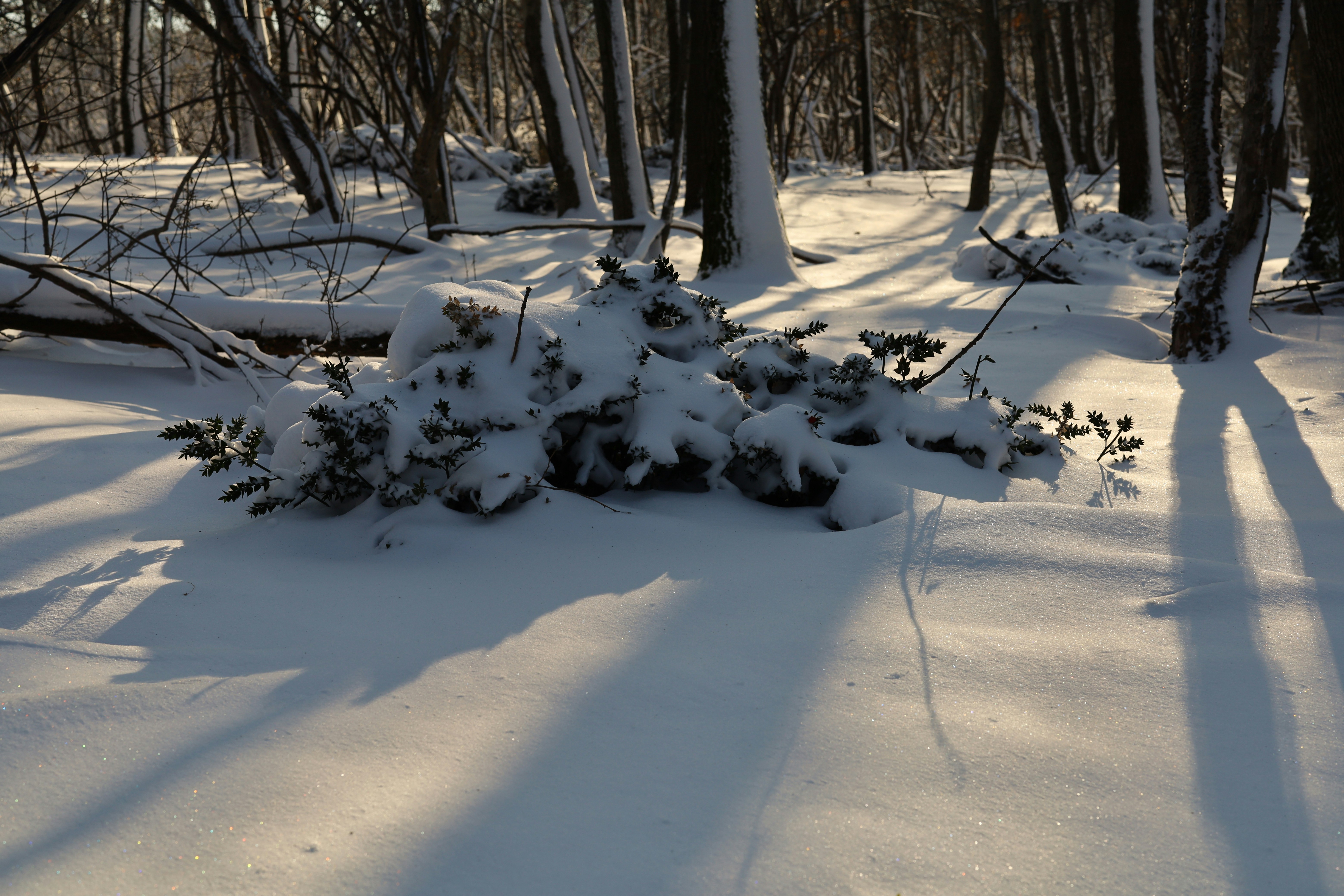 Snow covers the ground and trees in the forest.