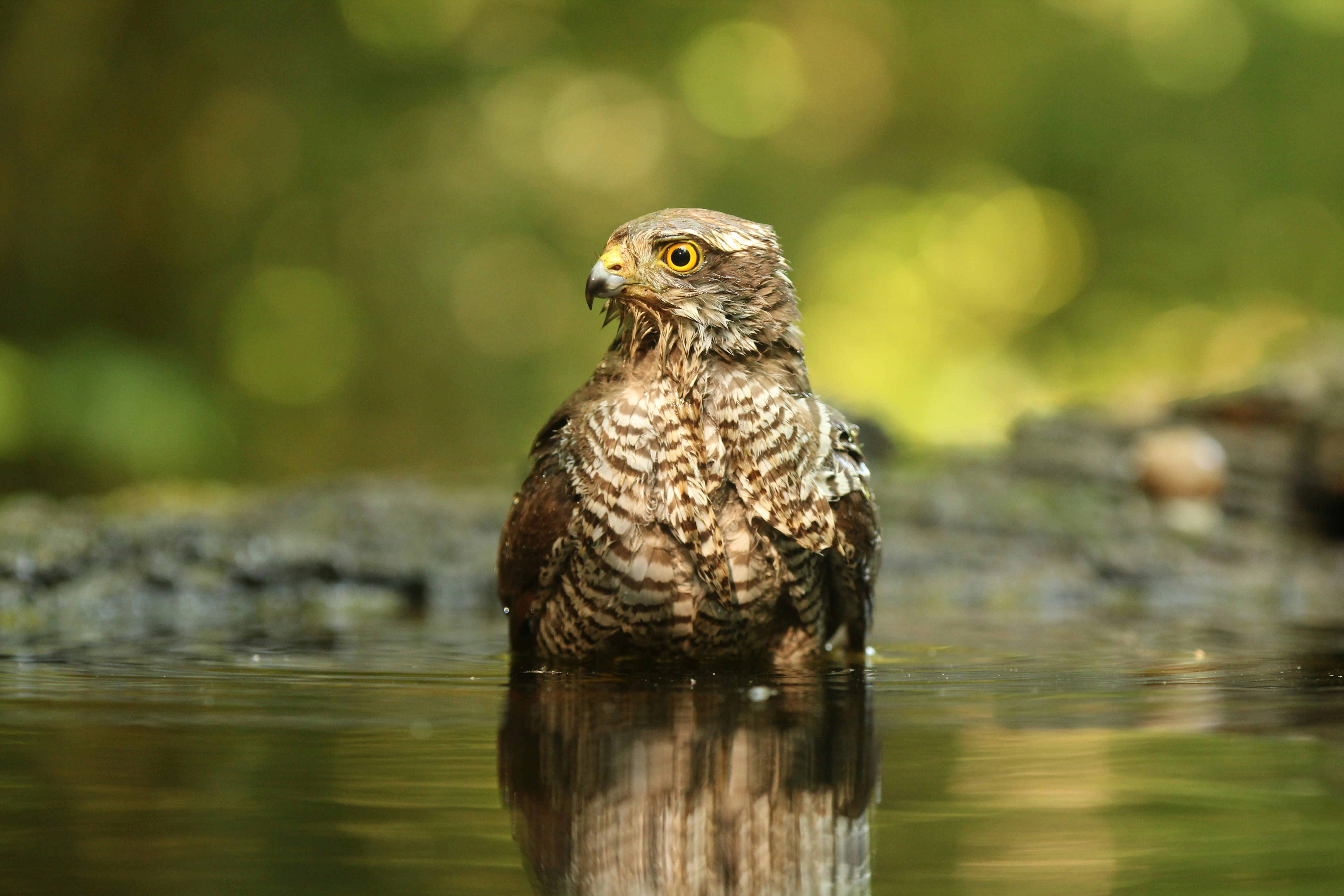 Hawk standing in shallow water with blurred green foliage in the background.