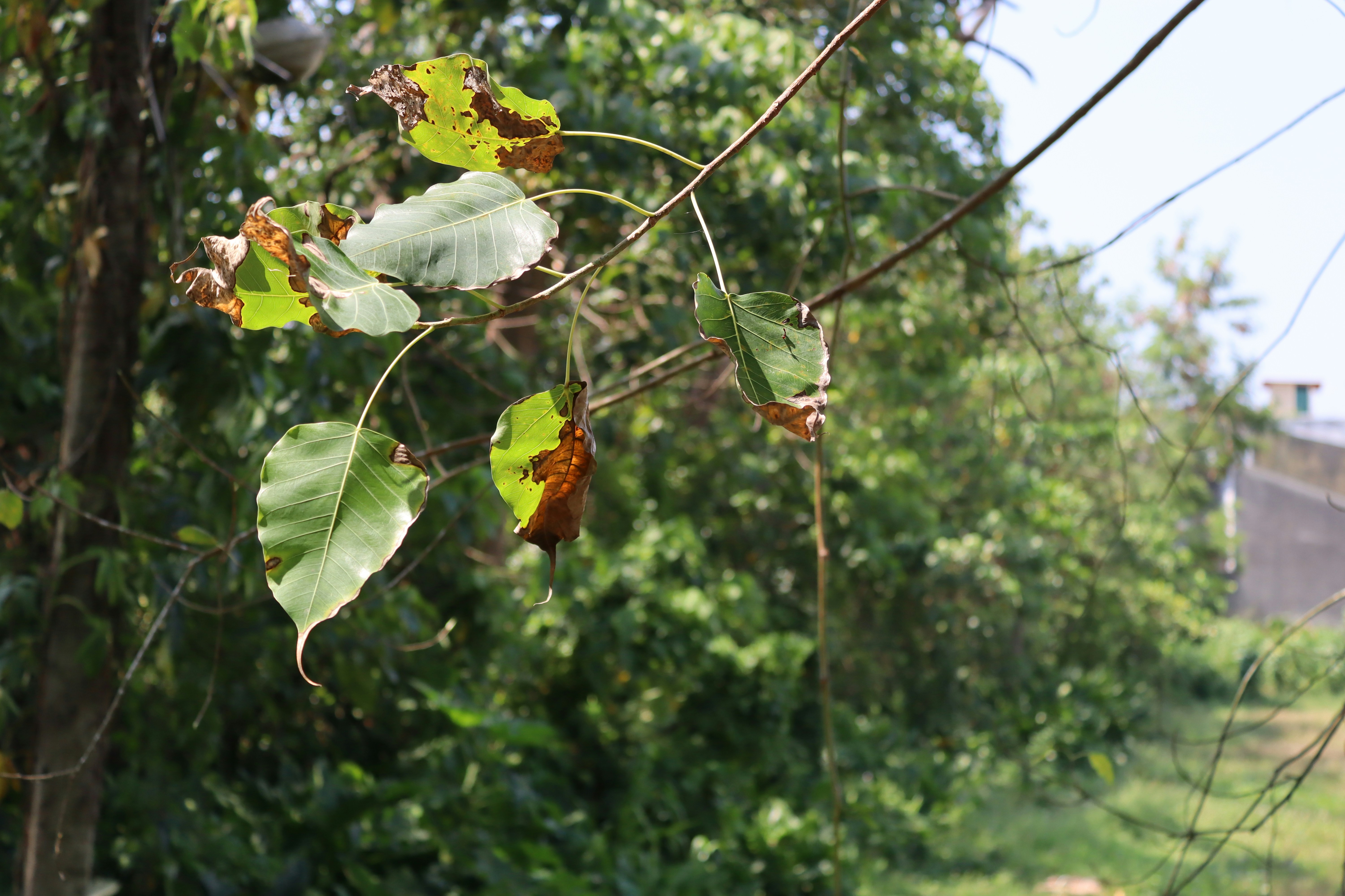 Dried leaves clinging to a branch with lush greenery in the background.