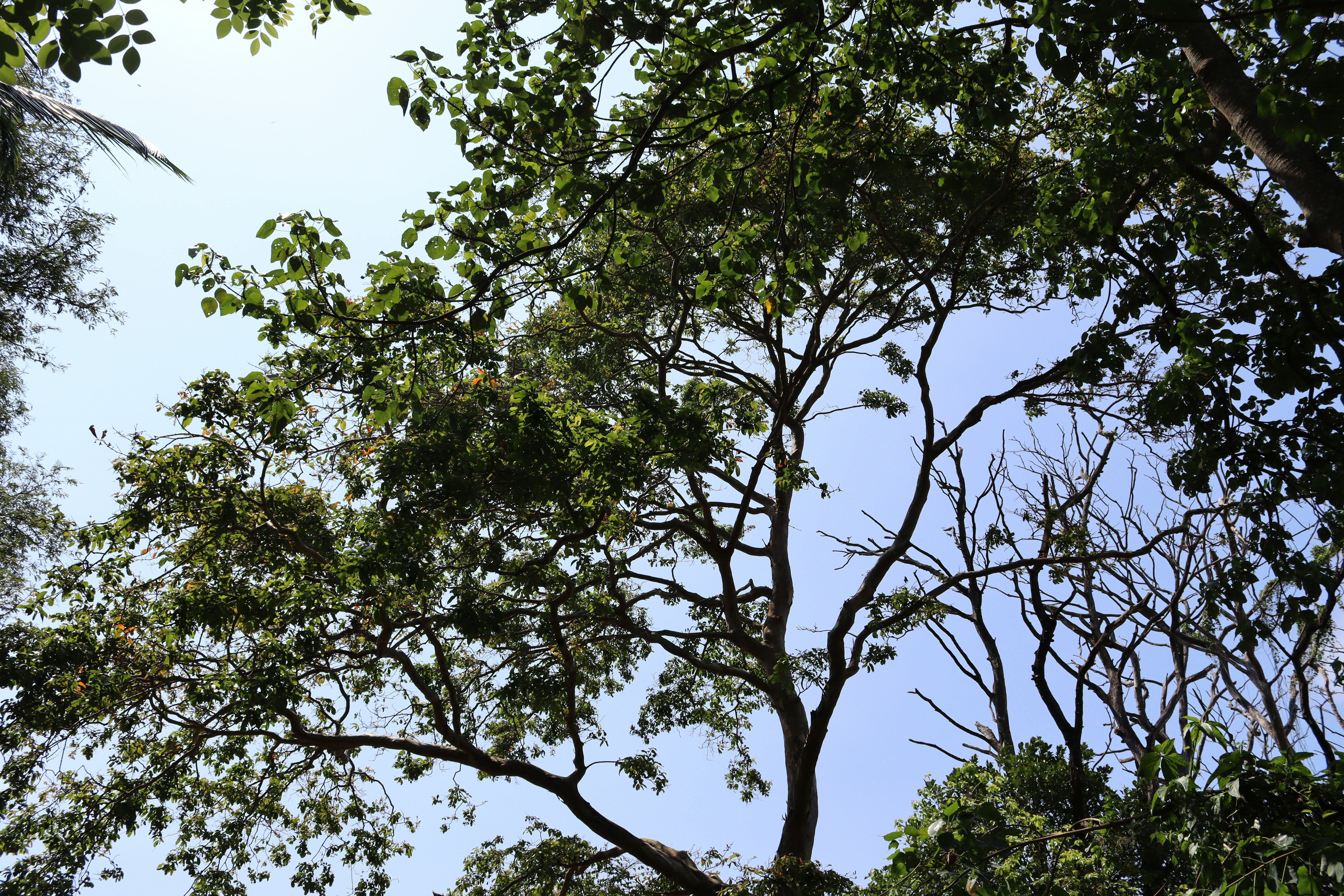 Las hojas y ramas verdes se elevan hacia el cielo. foto – Imagen de ...