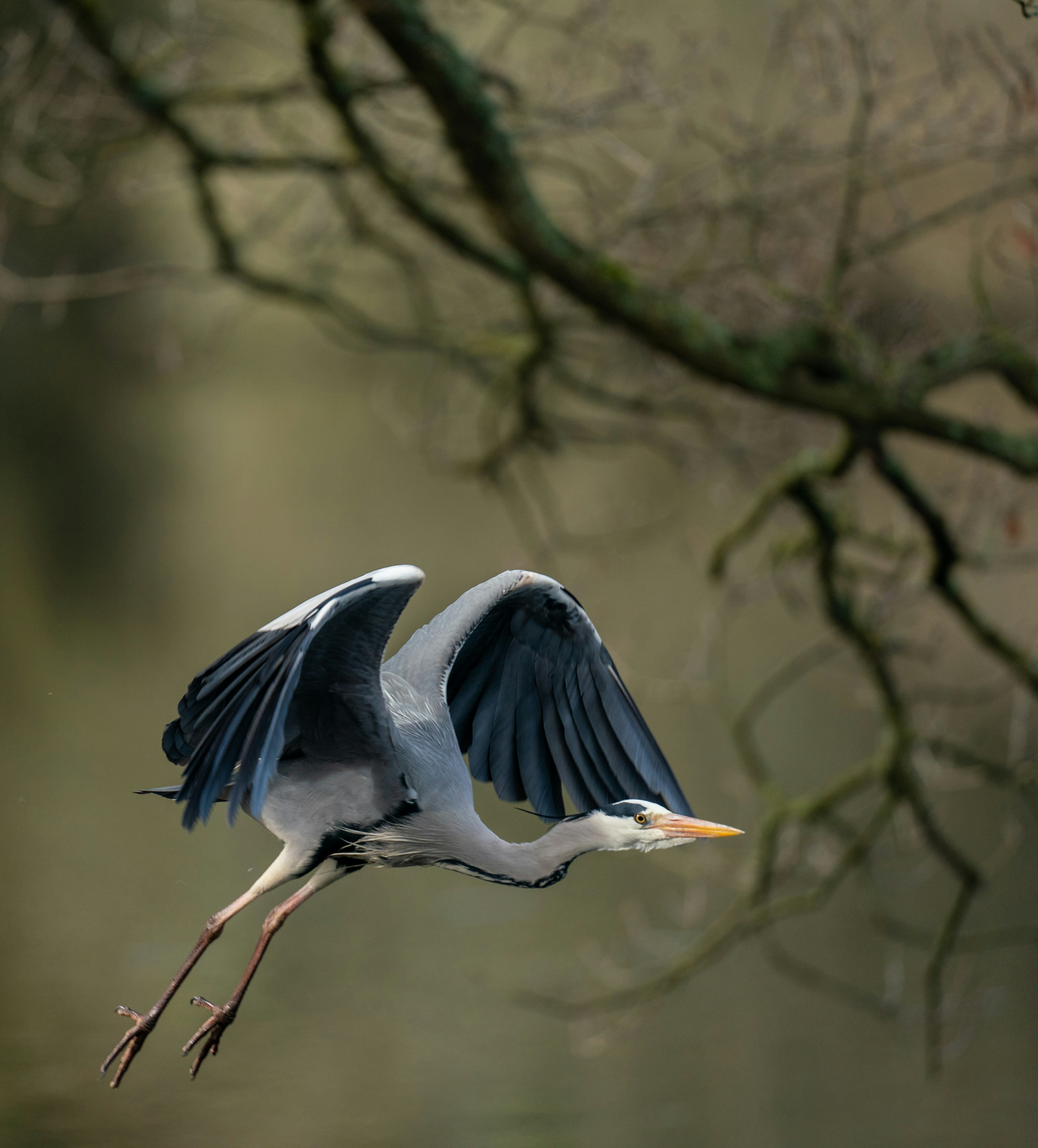 A heron bird flies through the air. photo – Free Animal Image on Unsplash