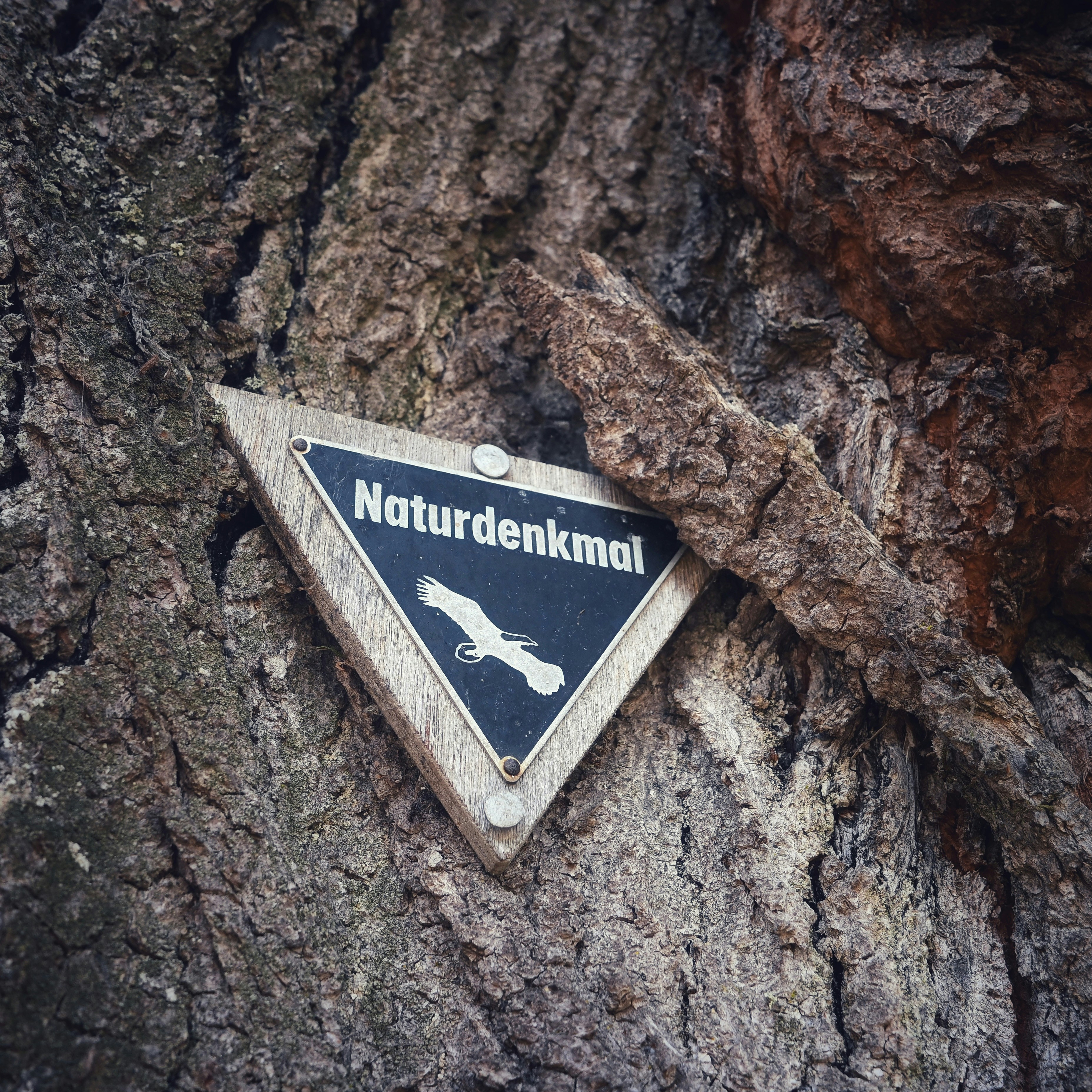 Triangle-shaped sign affixed to a tree trunk, indicating a natural monument. The sign features a bird silhouette and text in German.