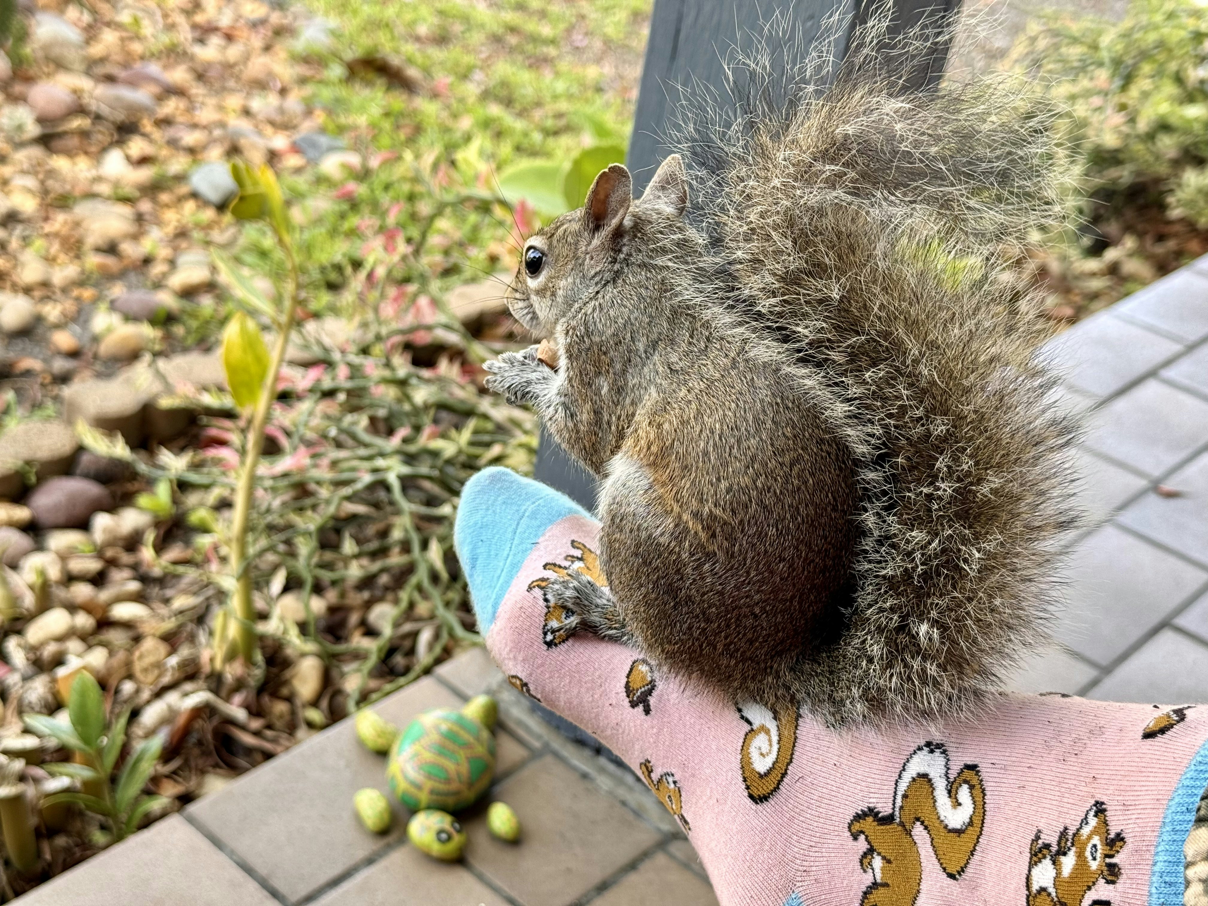 Pastel Perch: A Squirrel's Curious Moment on a Patterned Sock