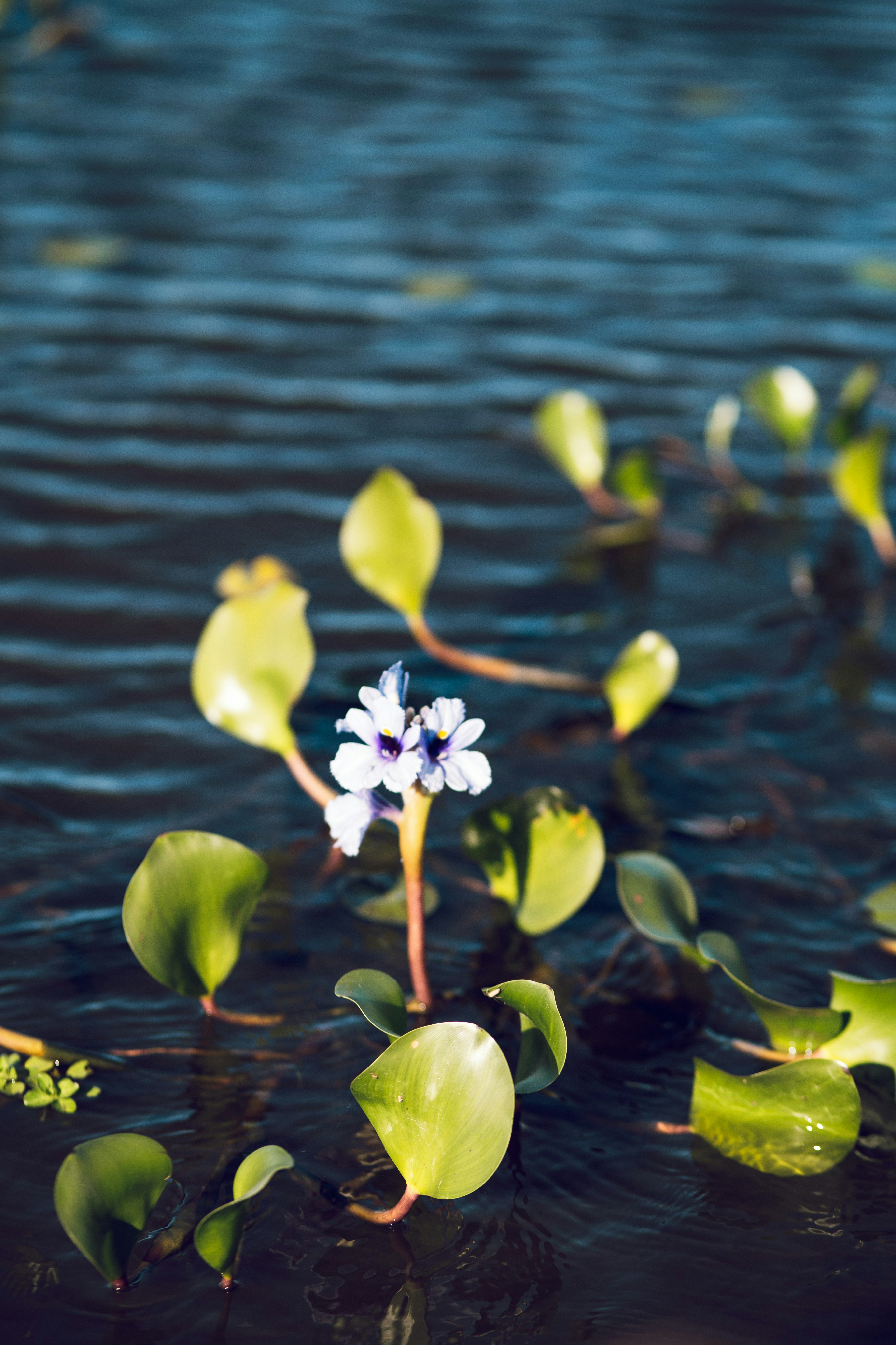 Mid-Pond Bloom: Water Hyacinth Emerges in Quiet Ripple