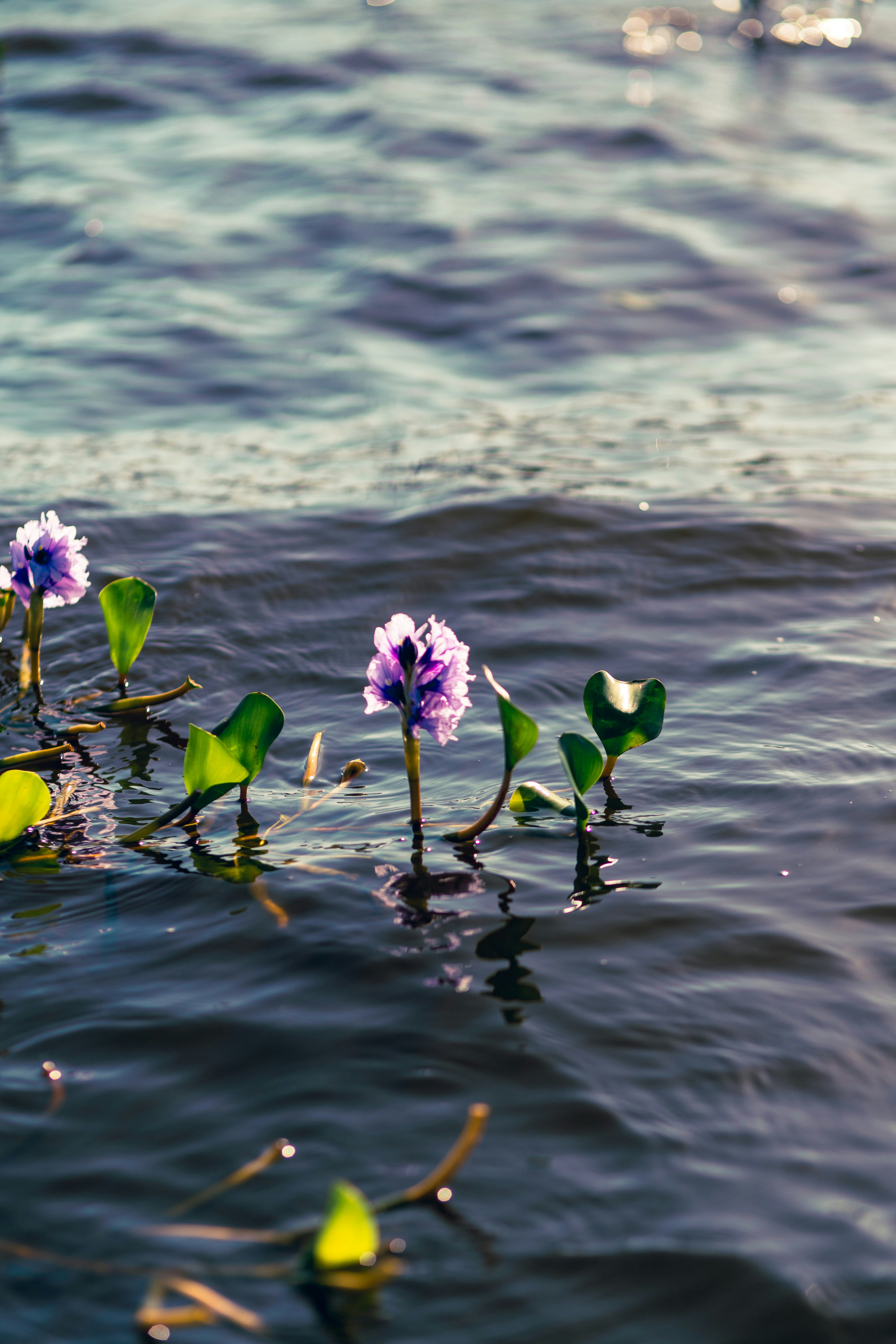 Purple Blossoms Drifting Across a Sunlit Lake Surface