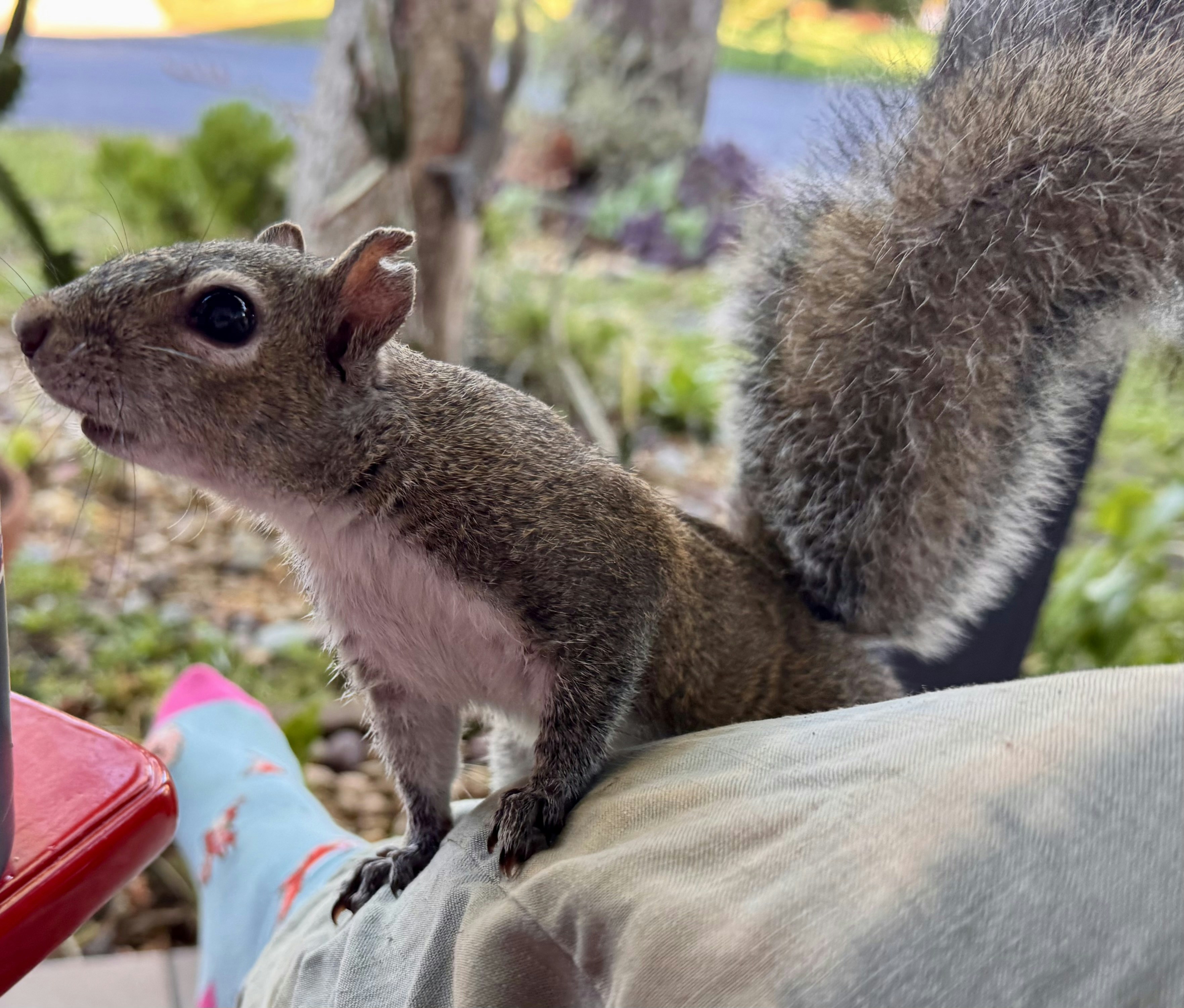 Curious Squirrel Perches on a Lapped Lap Outdoors