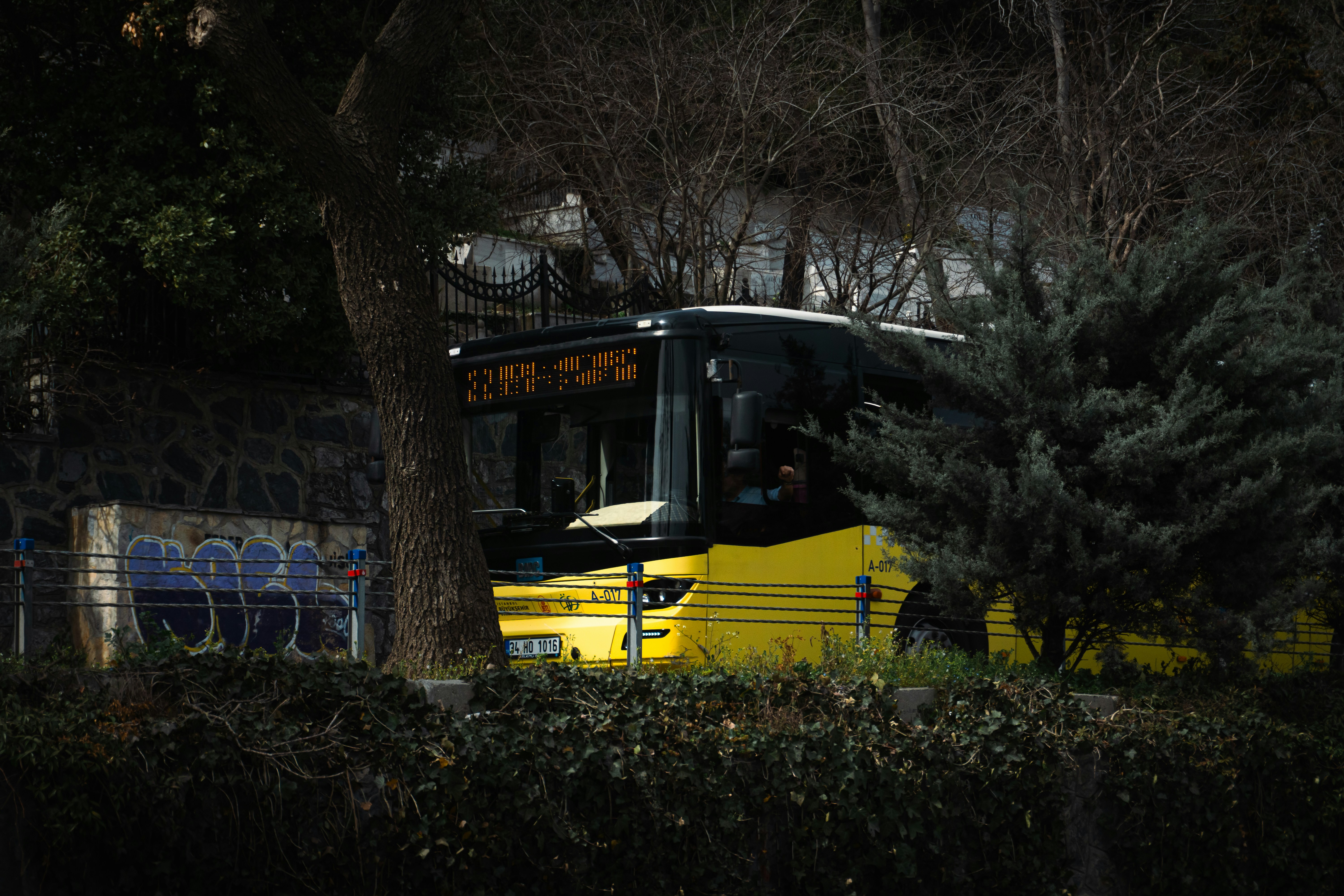 Hidden Yellow Bus Peeking Through the Hedge
