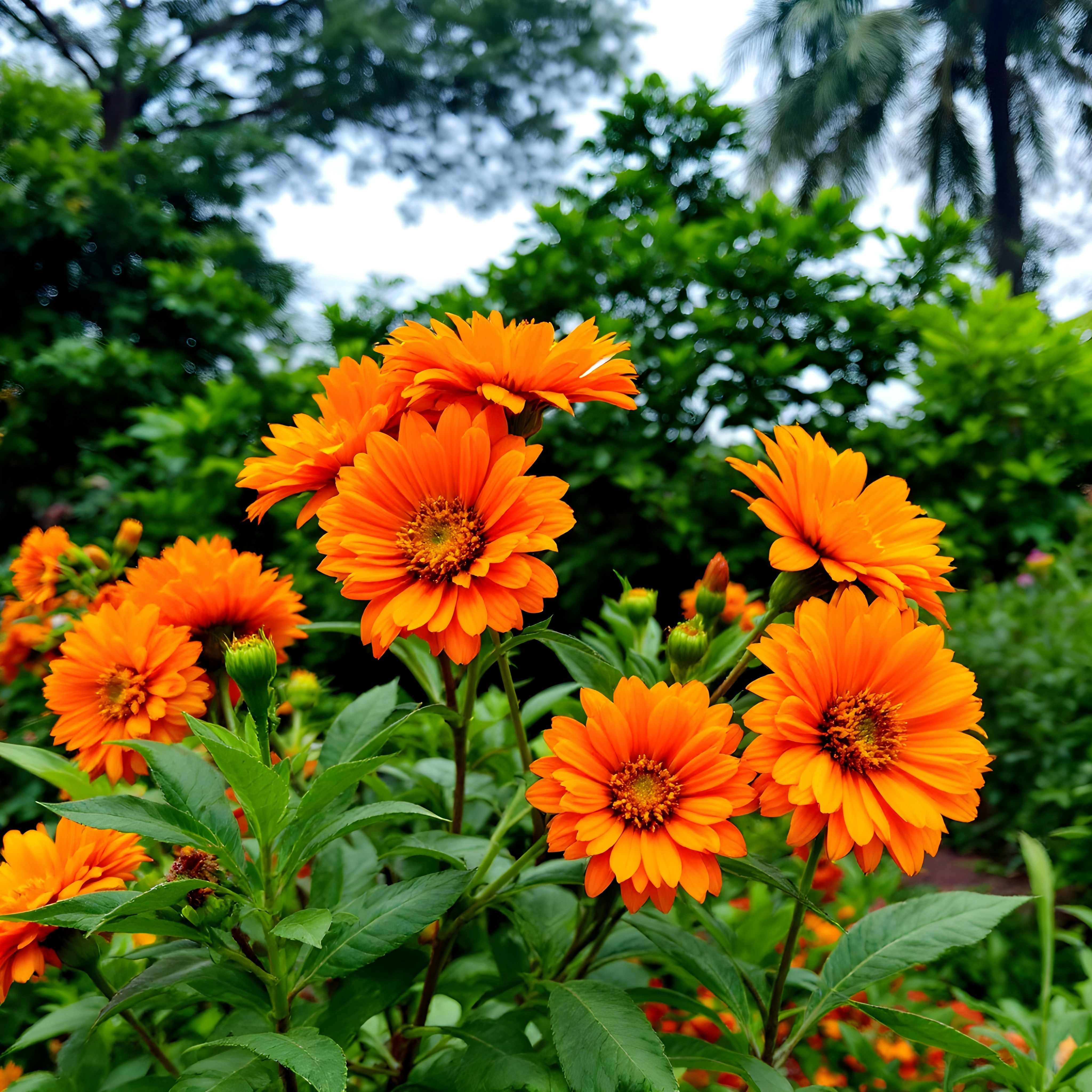 Bright orange flowers bloom in a green garden. photo – Free Flower ...