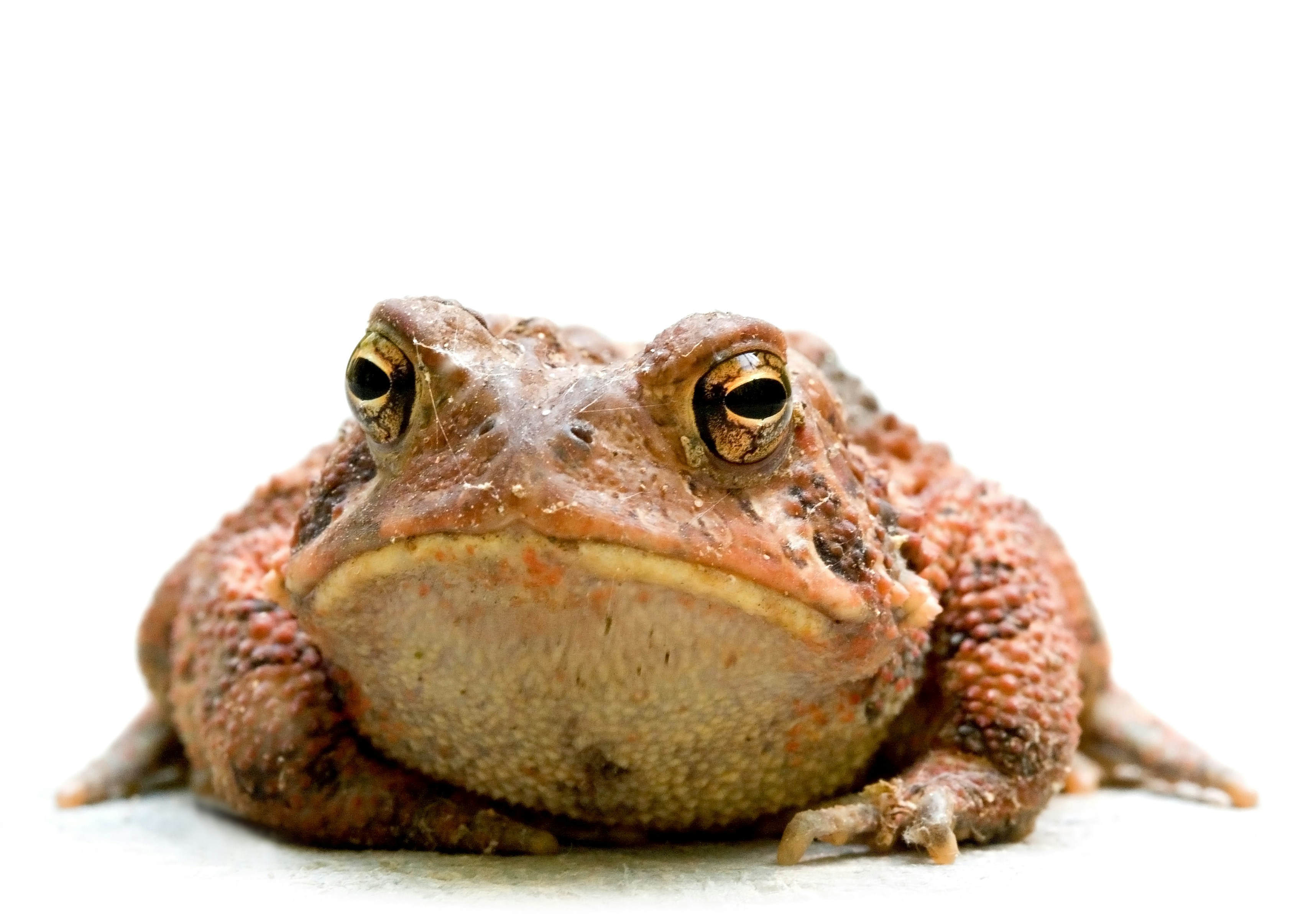 Grumpy Pictures | Download Free Images on Unsplash