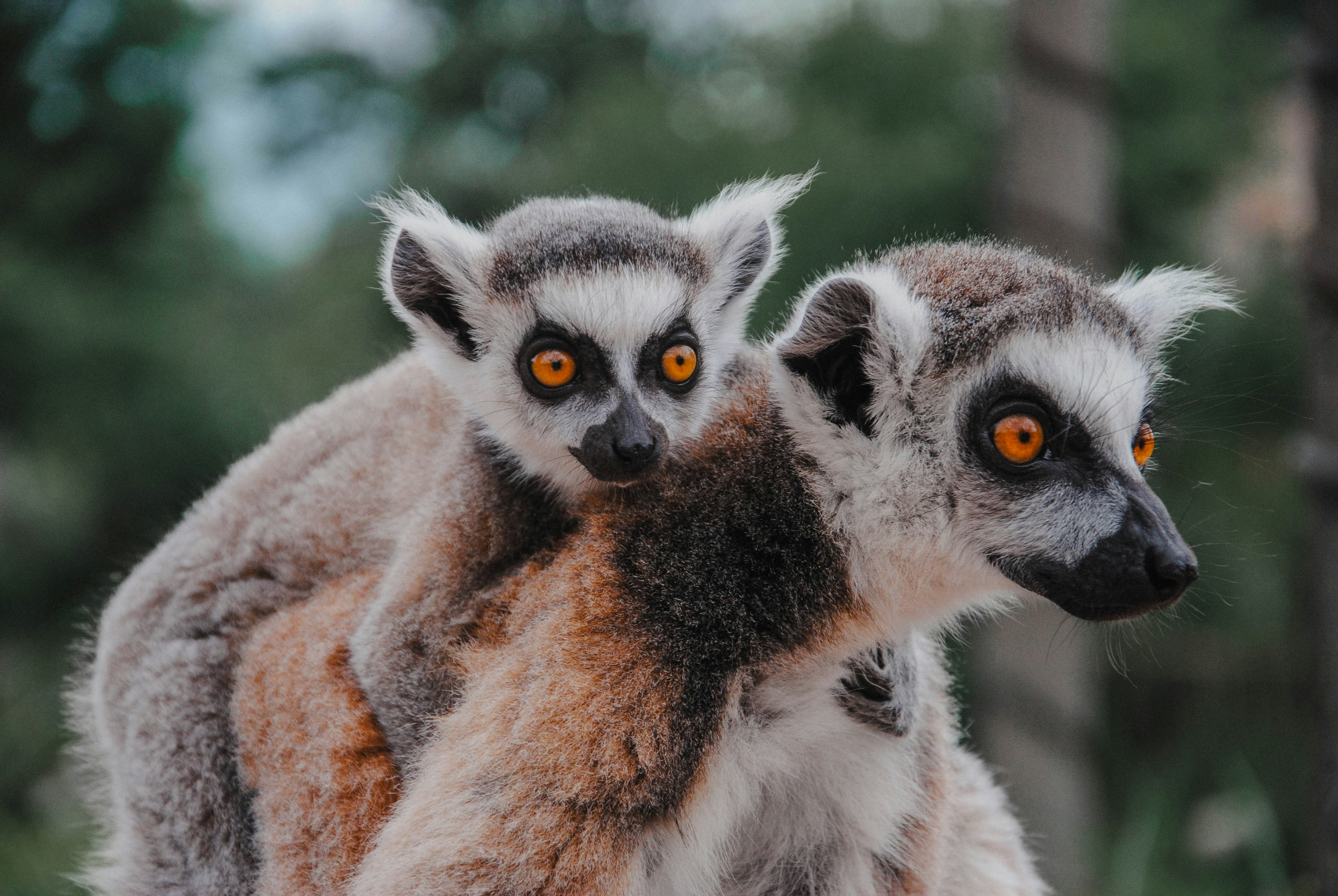 Two ring-tailed lemurs are posing together. photo – Free Wildlife Image on Unsplash