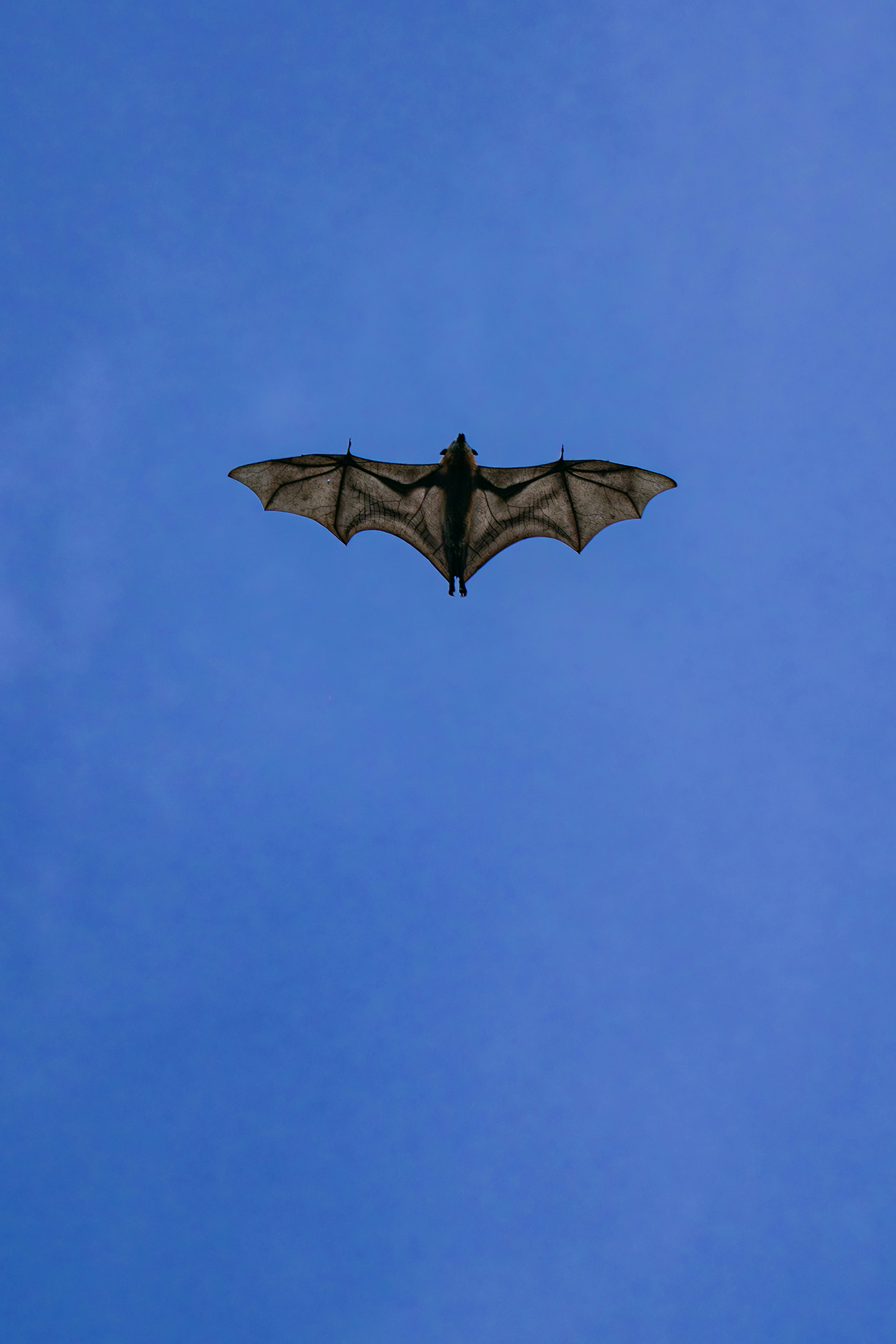 Cobalt Skyflight: Bat Silhouette Crossing a Clear Blue Sky
