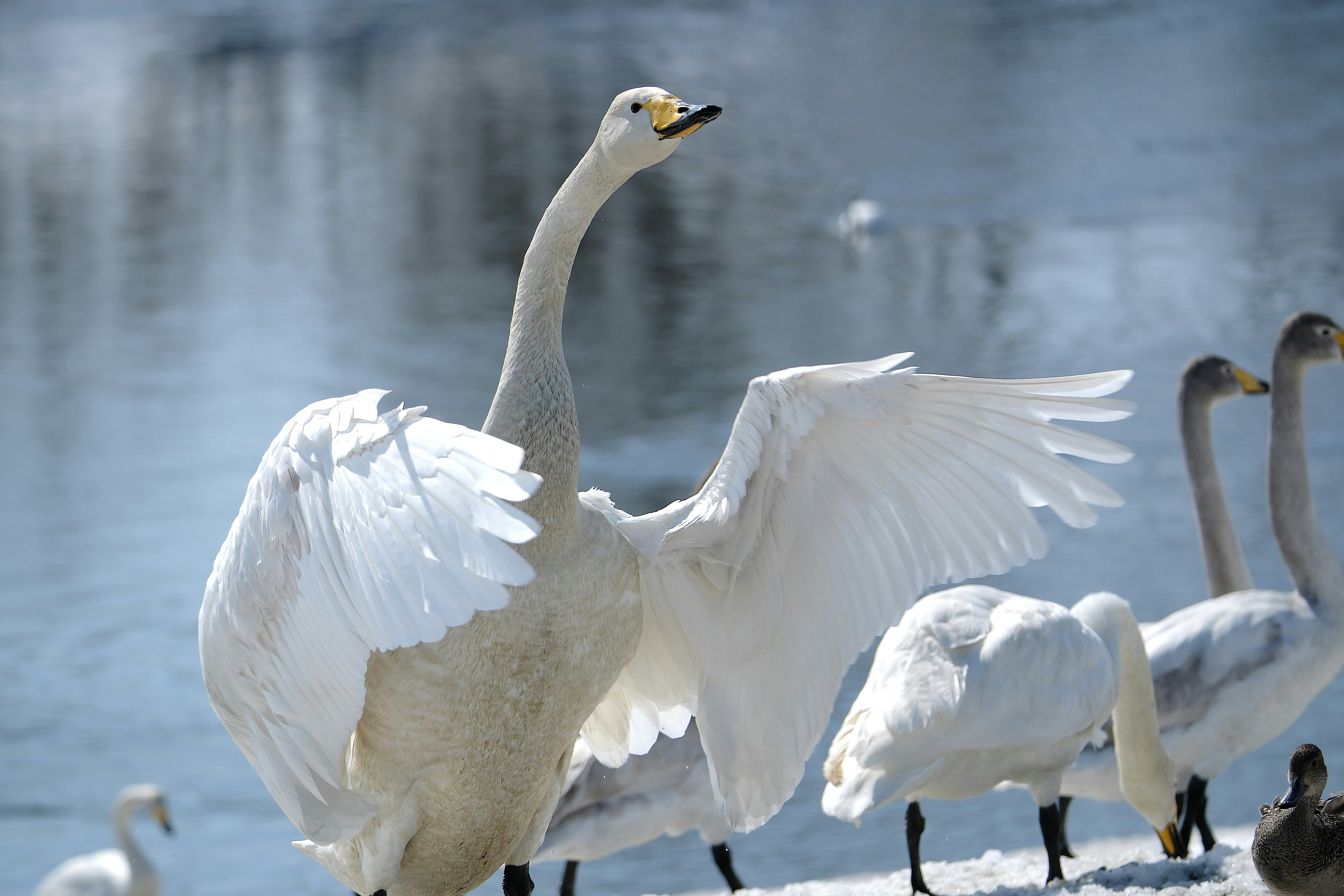 Swan gracefully extends its wings beside a reflective lake.