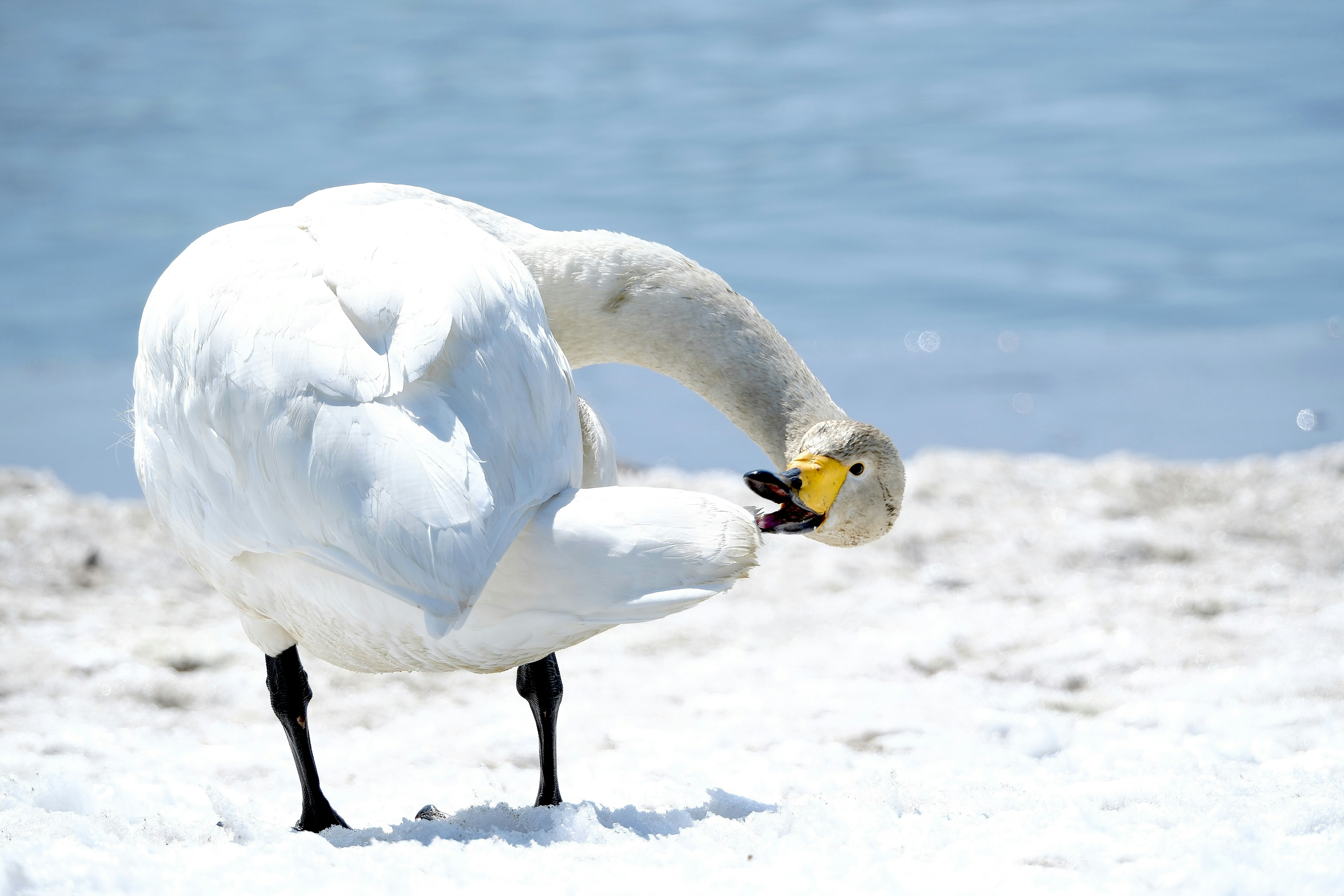 Swan diligently preening its feathers by the shimmering water's edge.