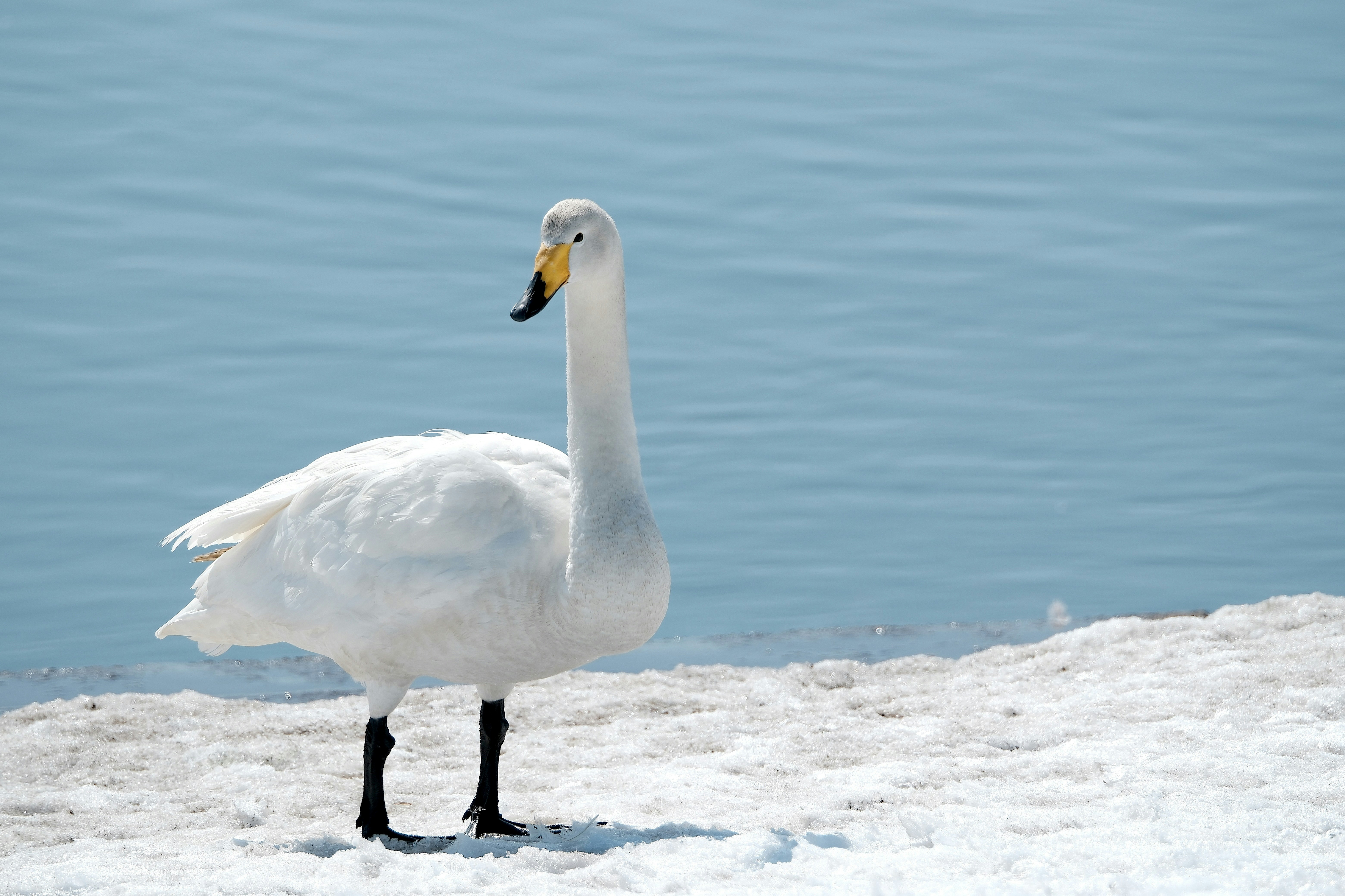 White swan stands gracefully on snowy bank near calm water.