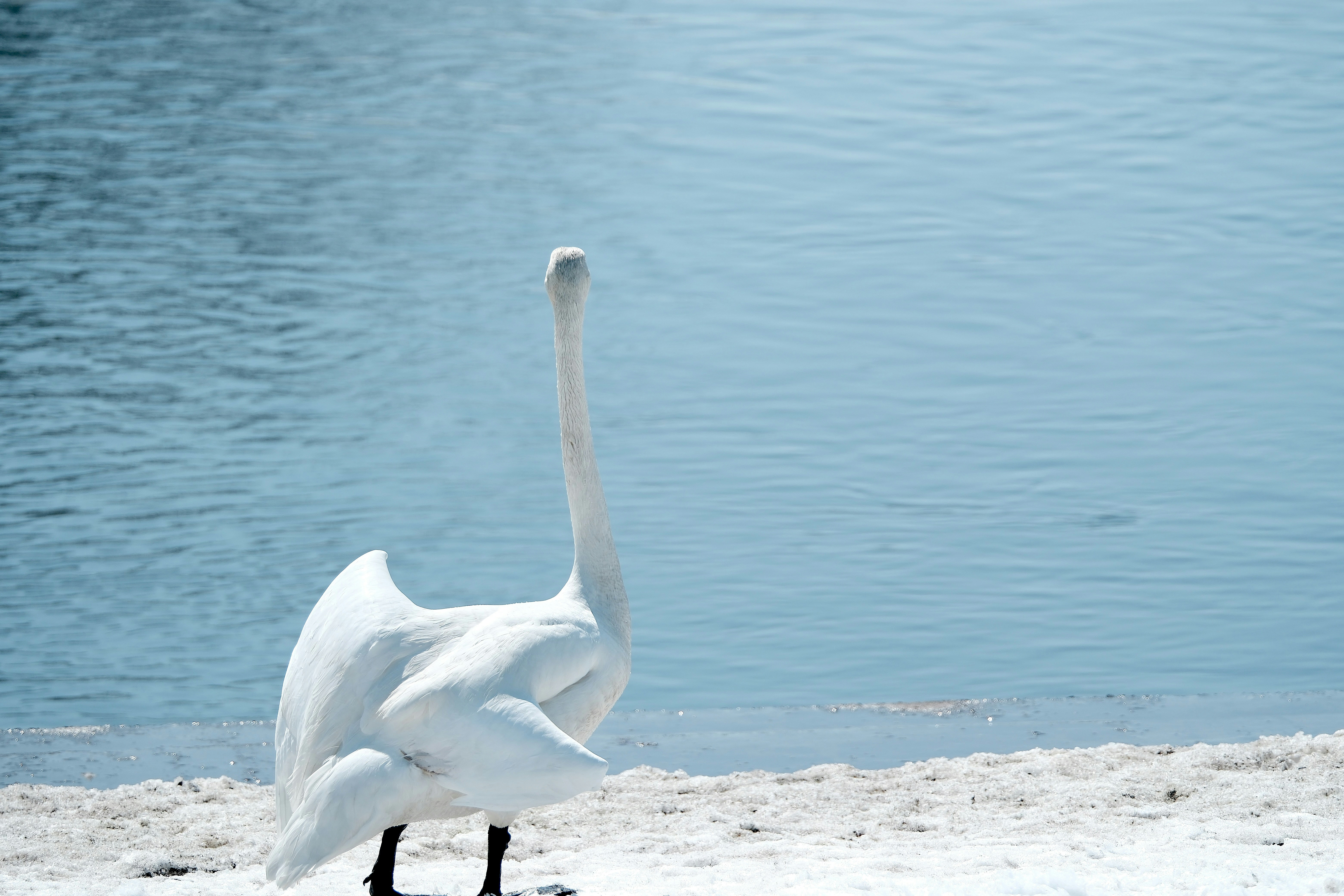 White swan standing on snowy bank near calm water.