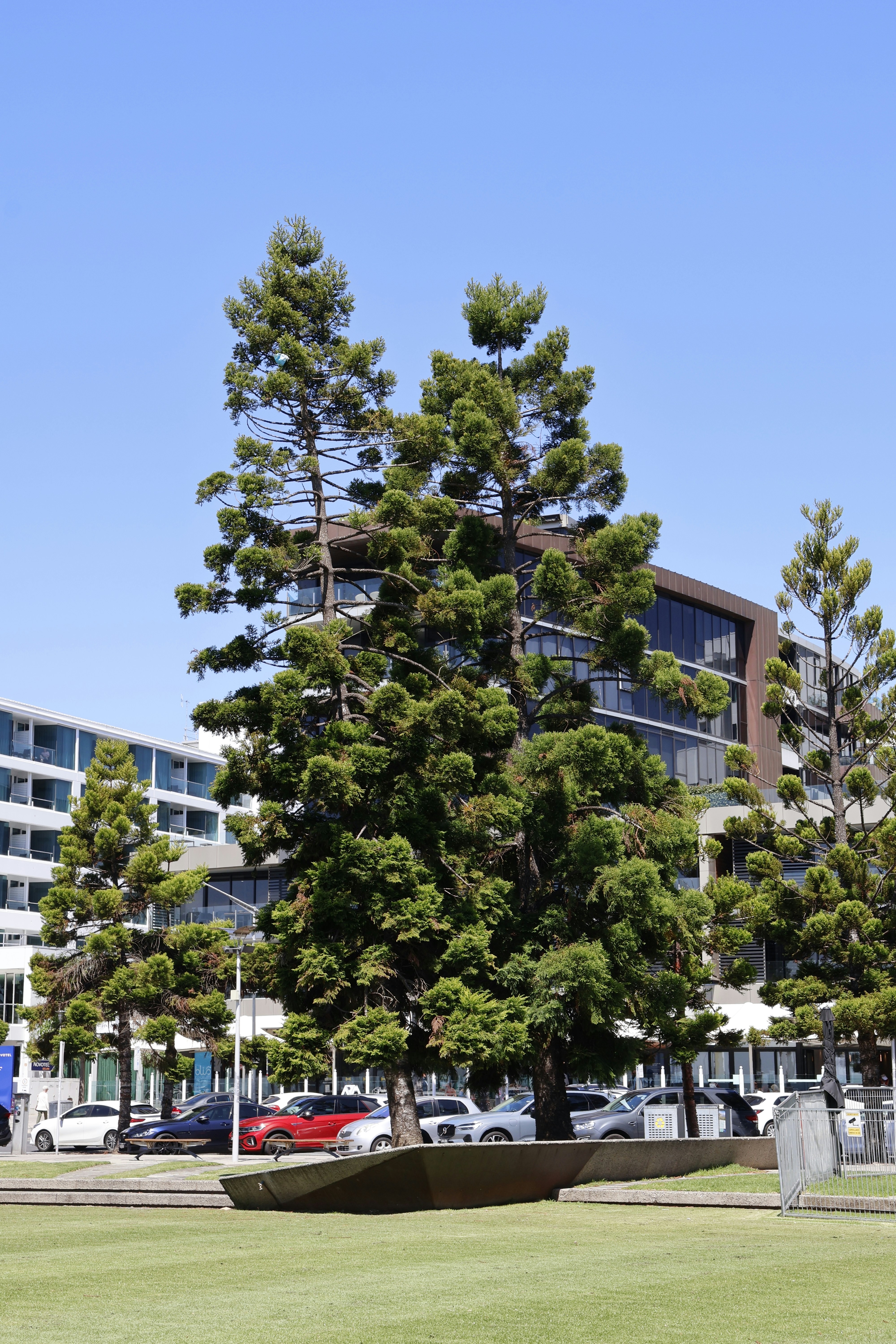 Conical Pines Framing a Modern Campus Atrium