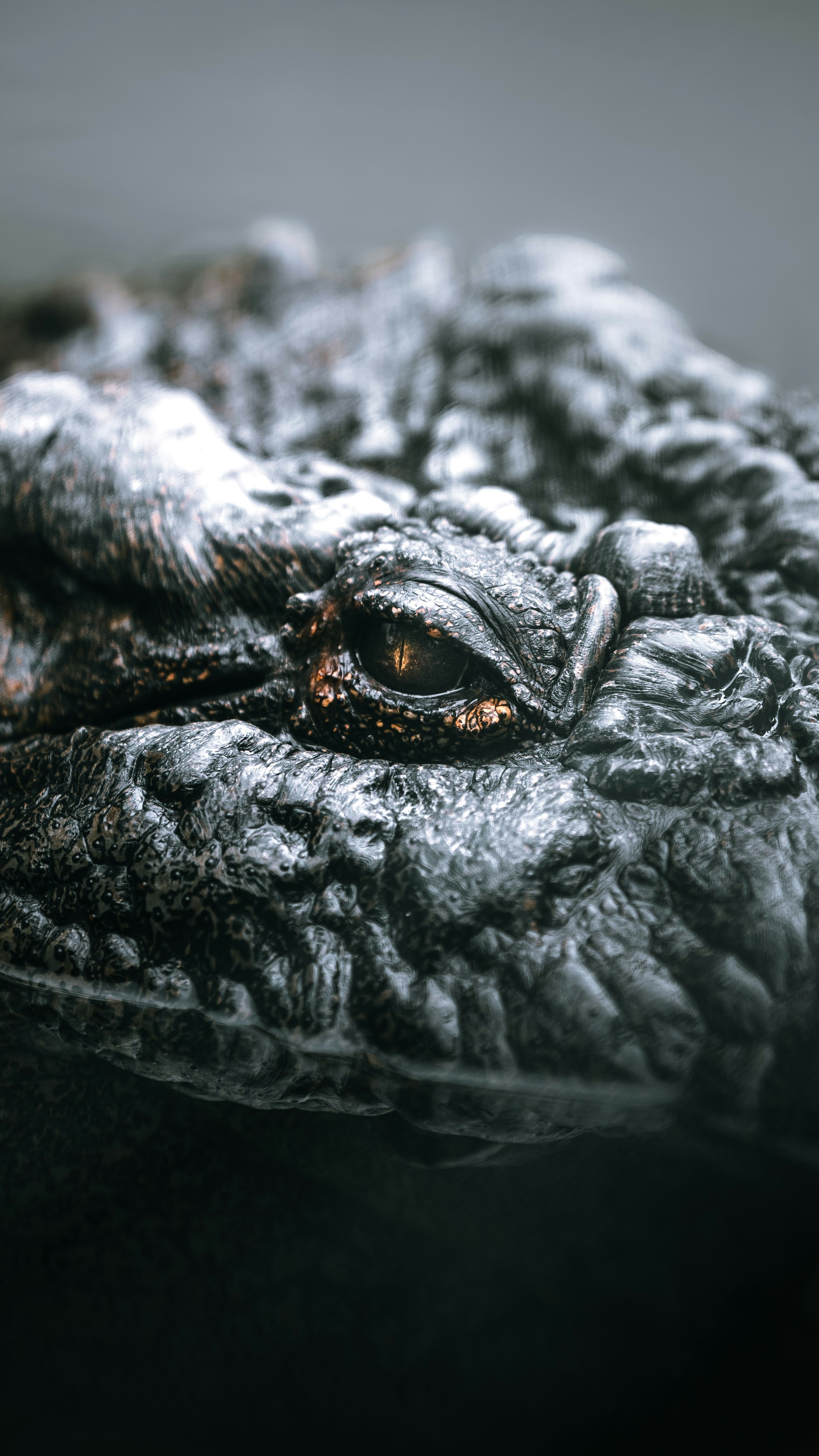 Close-up of a crocodile's textured skin and eye, partially submerged in water.