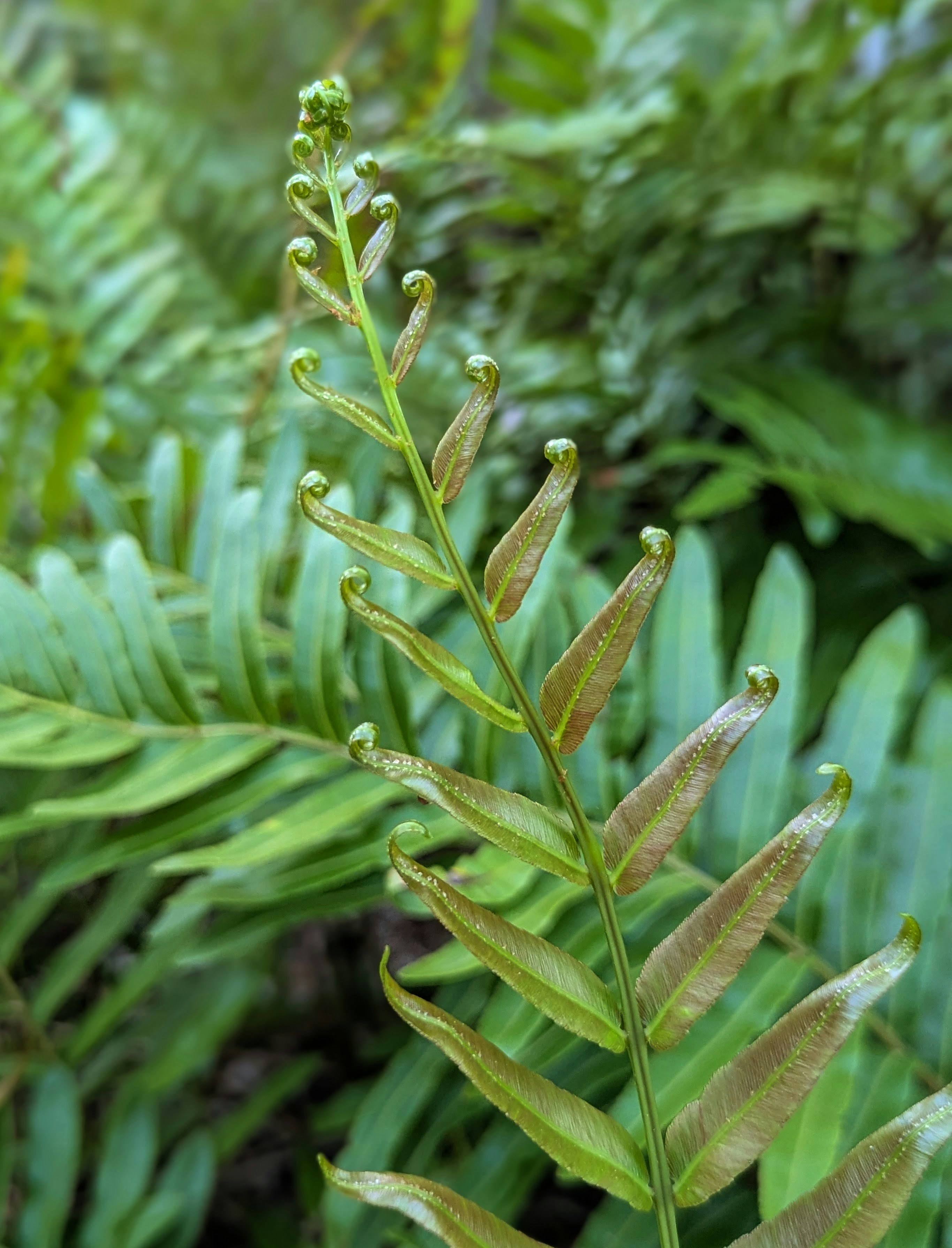 A fern frond is unfurling. photo – Free Flower Image on Unsplash
