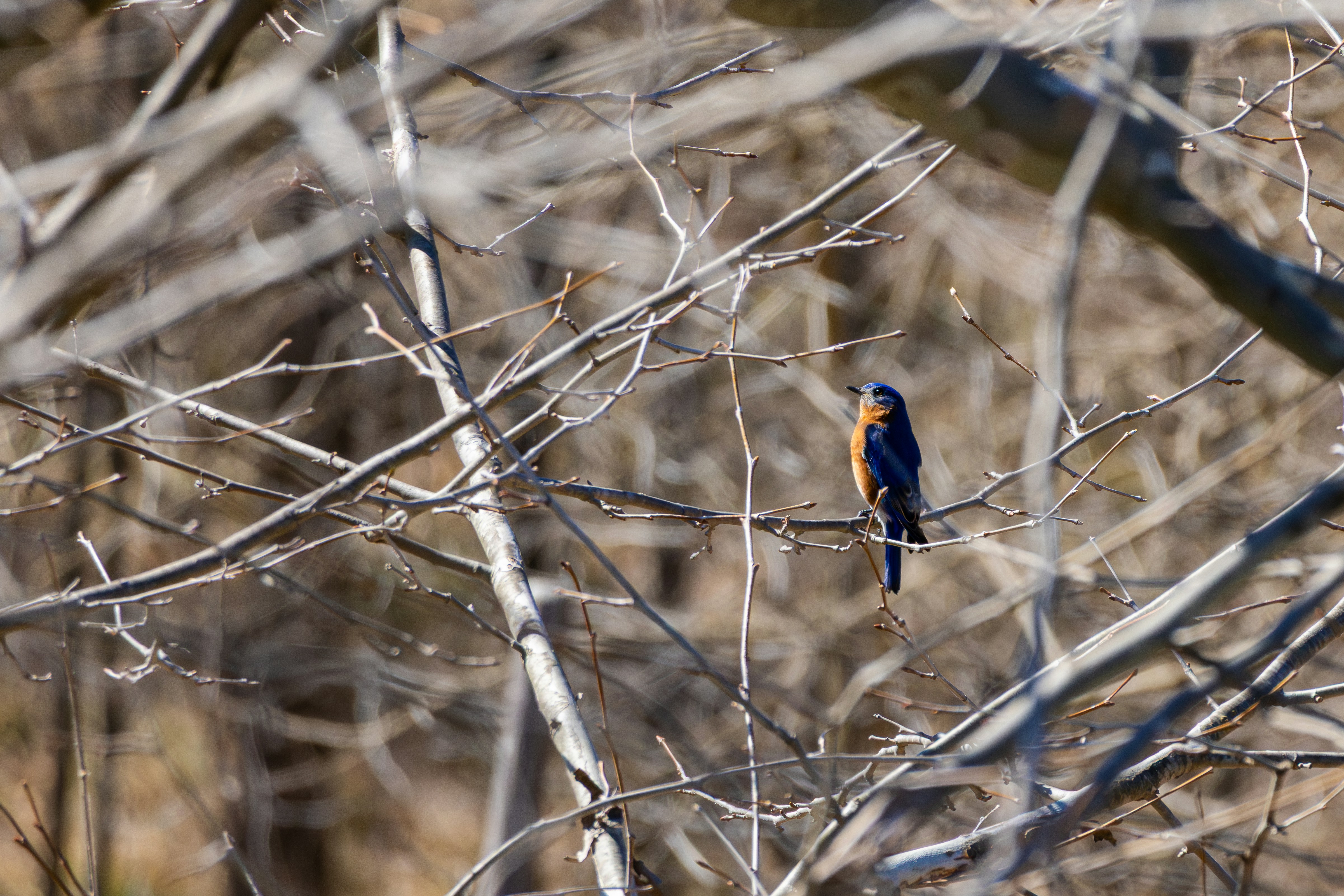 Winter's Watch: cobalt kingfisher on a tangle of bare branches