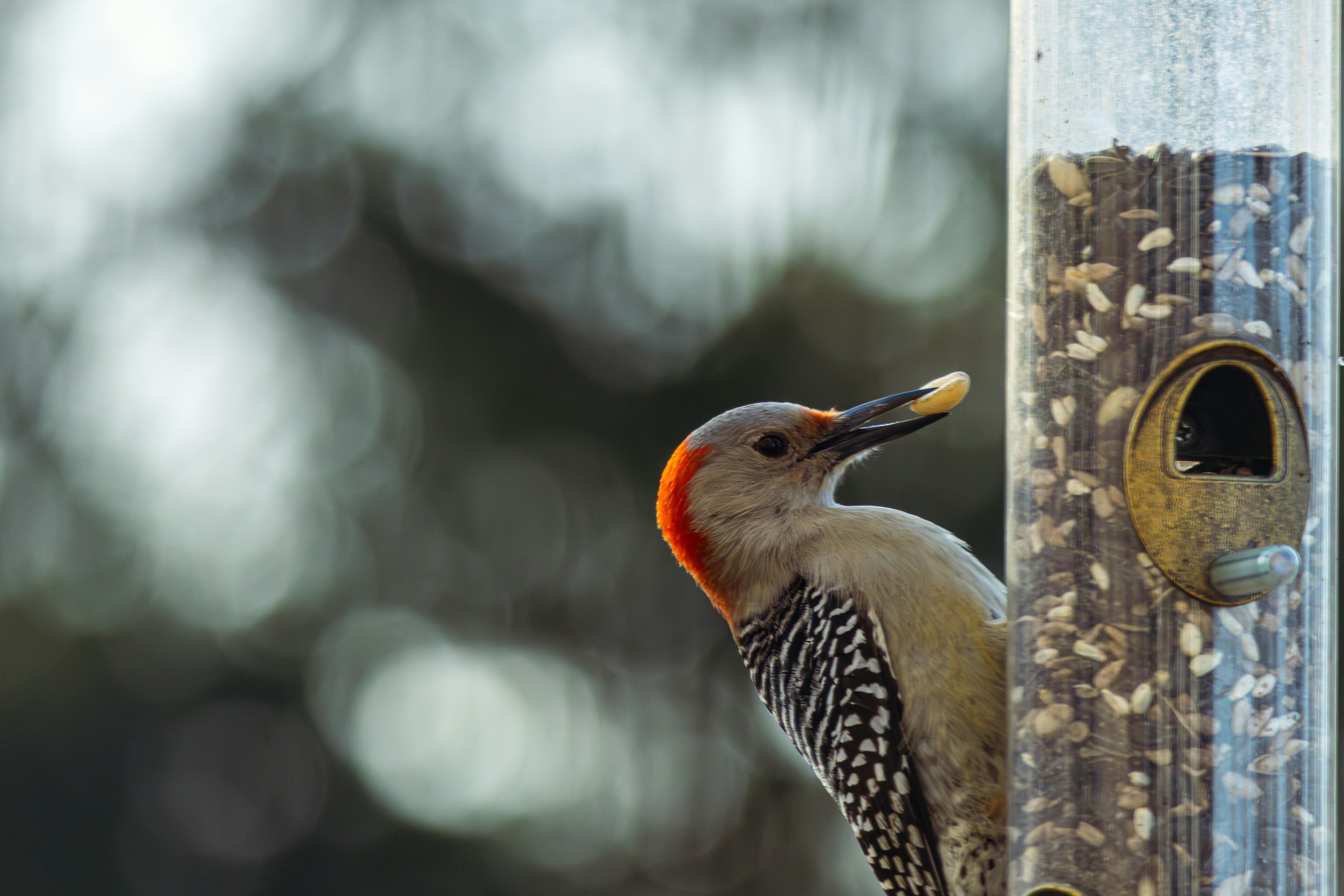 Red-Capped Woodpecker at a Seed Feeder: A Quiet Moment in Dappled Light