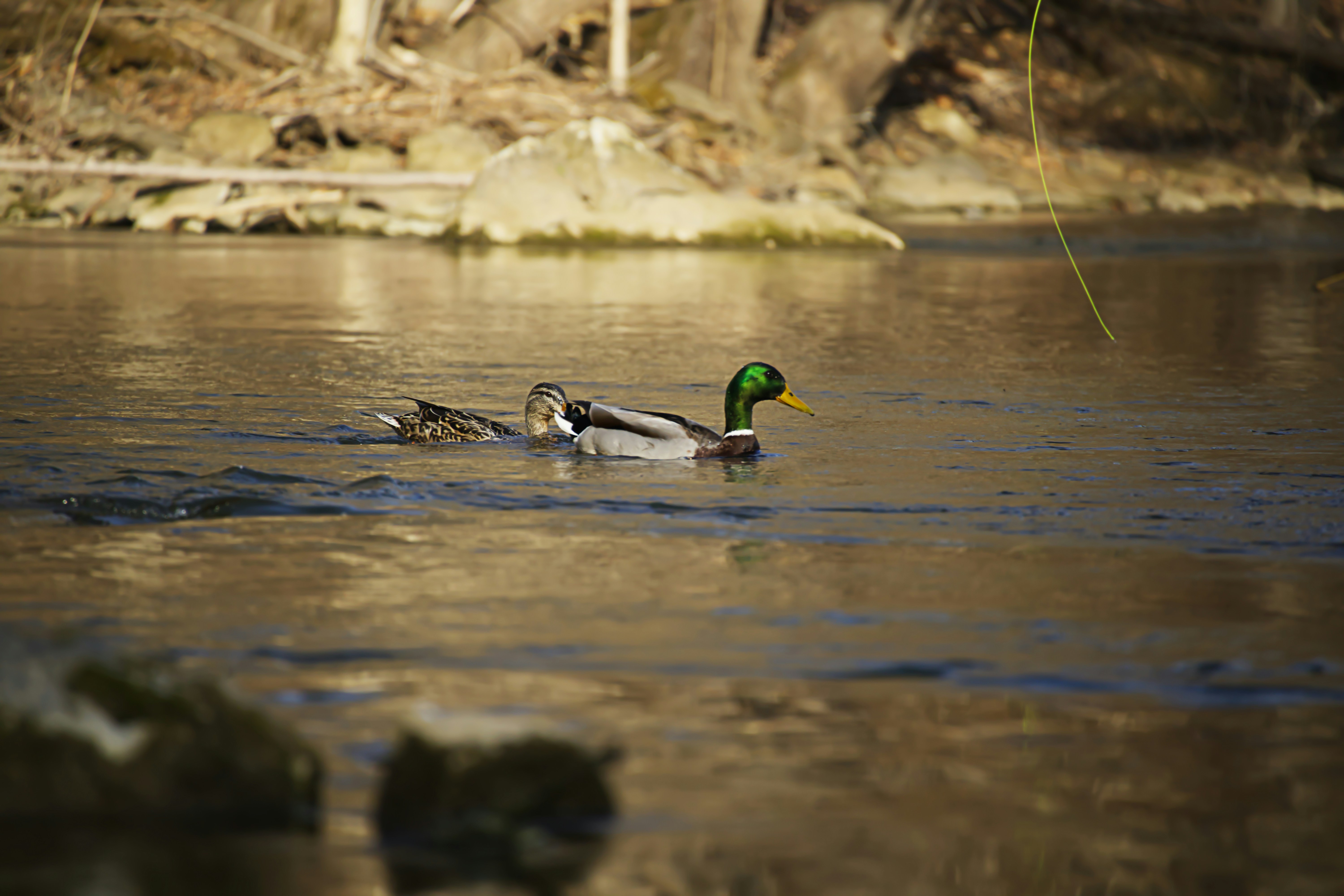 Los patos nadan serenamente en un río que fluye. foto – Imagen de ...