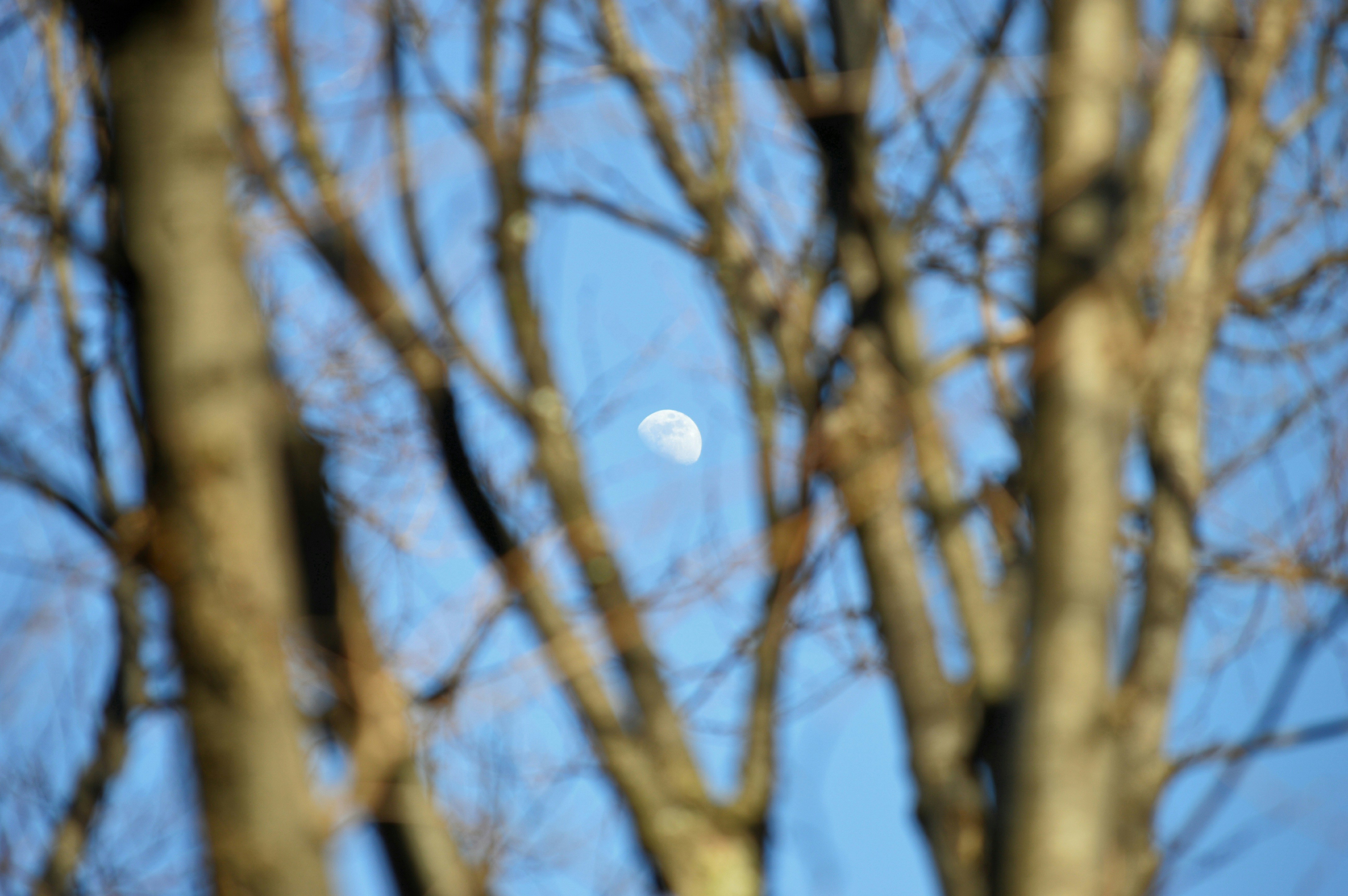 Half moon visible through bare tree branches against a clear blue sky.