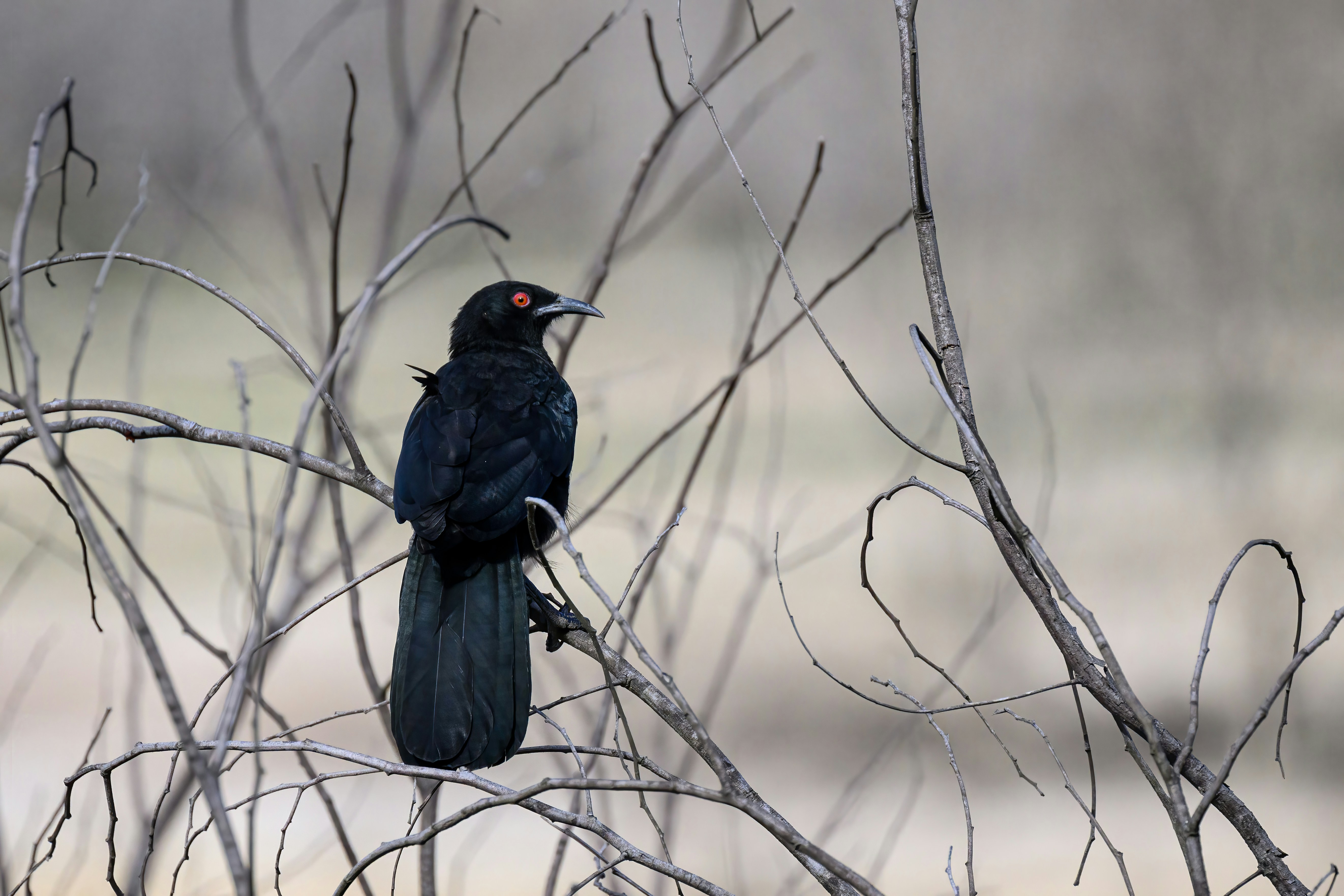 Black bird with a red eye perched on bare branches against a soft background.