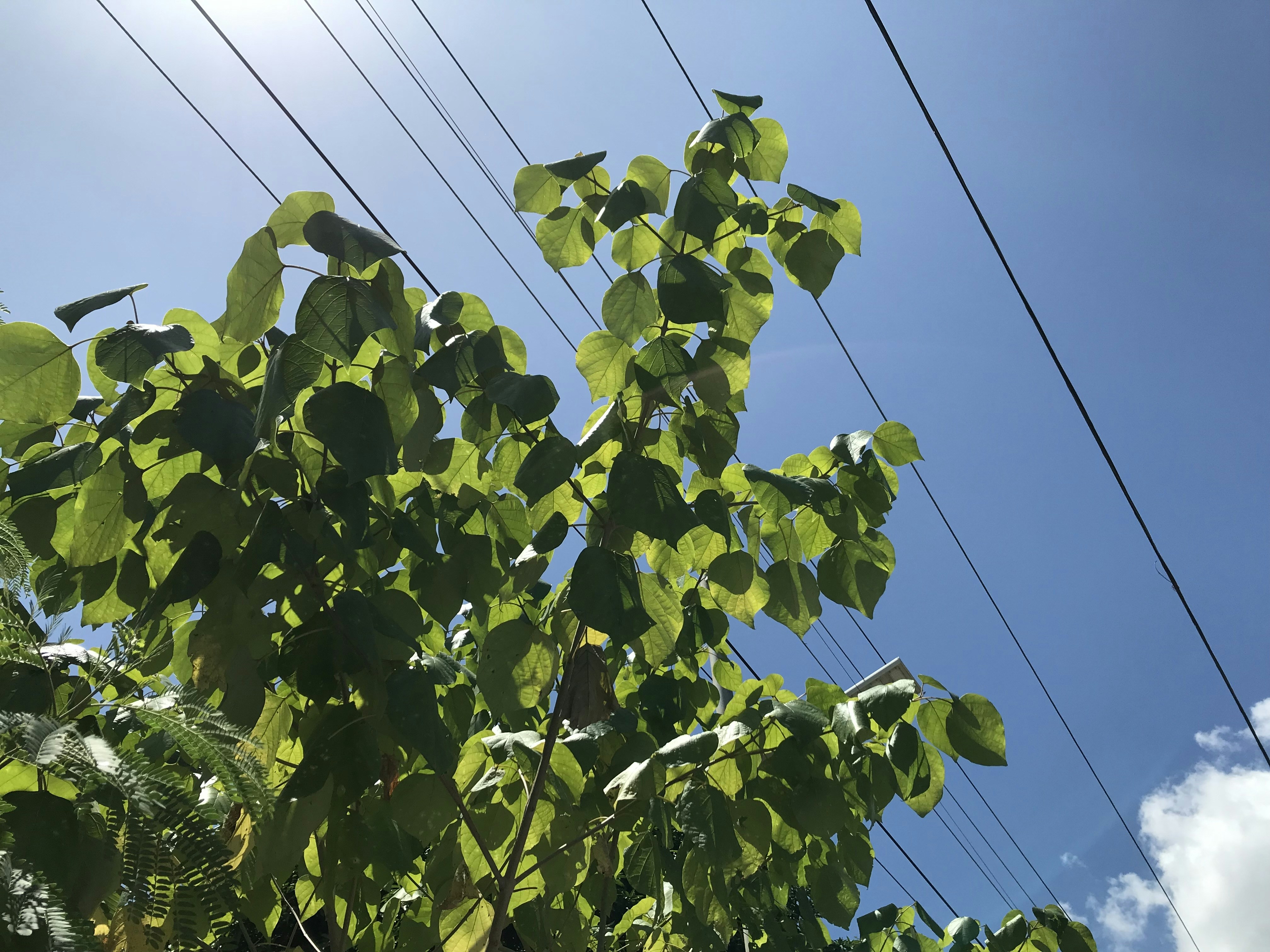 Photo by Lhar Capili with Apple iPhone 7