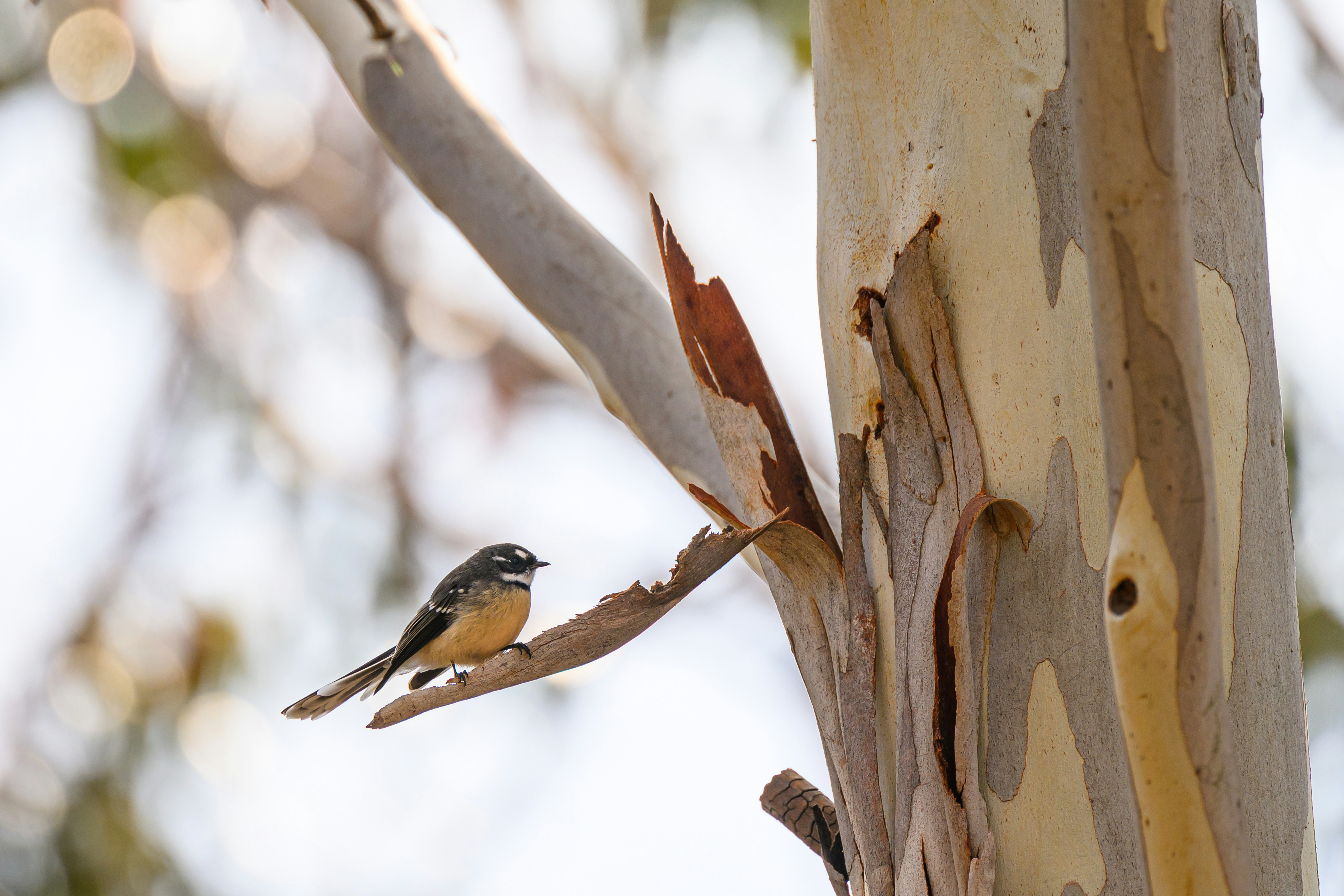 Grey fantail perched on a strip of gumtree bark with blurred foliage in the background.